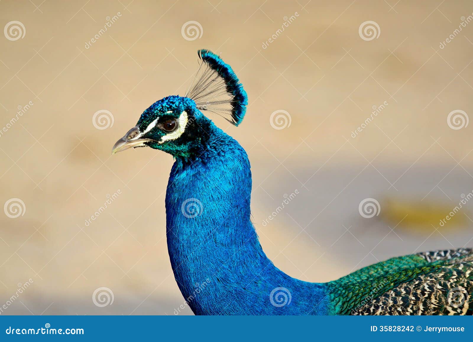 Peacock Close-up stock photo. Image of beautiful, neck - 35828242