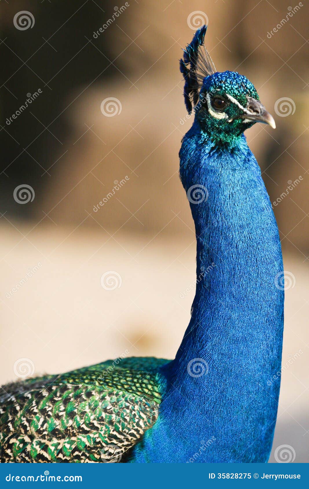 Peacock Close-up stock image. Image of male, majestic - 35828275