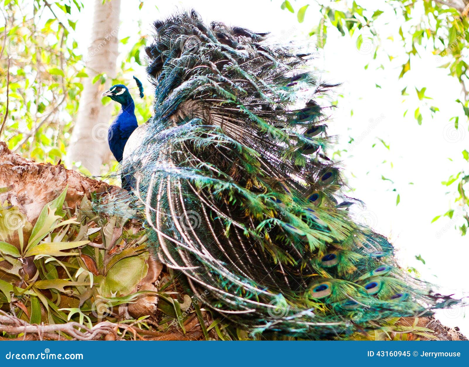 Peacock Close-up stock image. Image of full, neck, elegance - 43160945