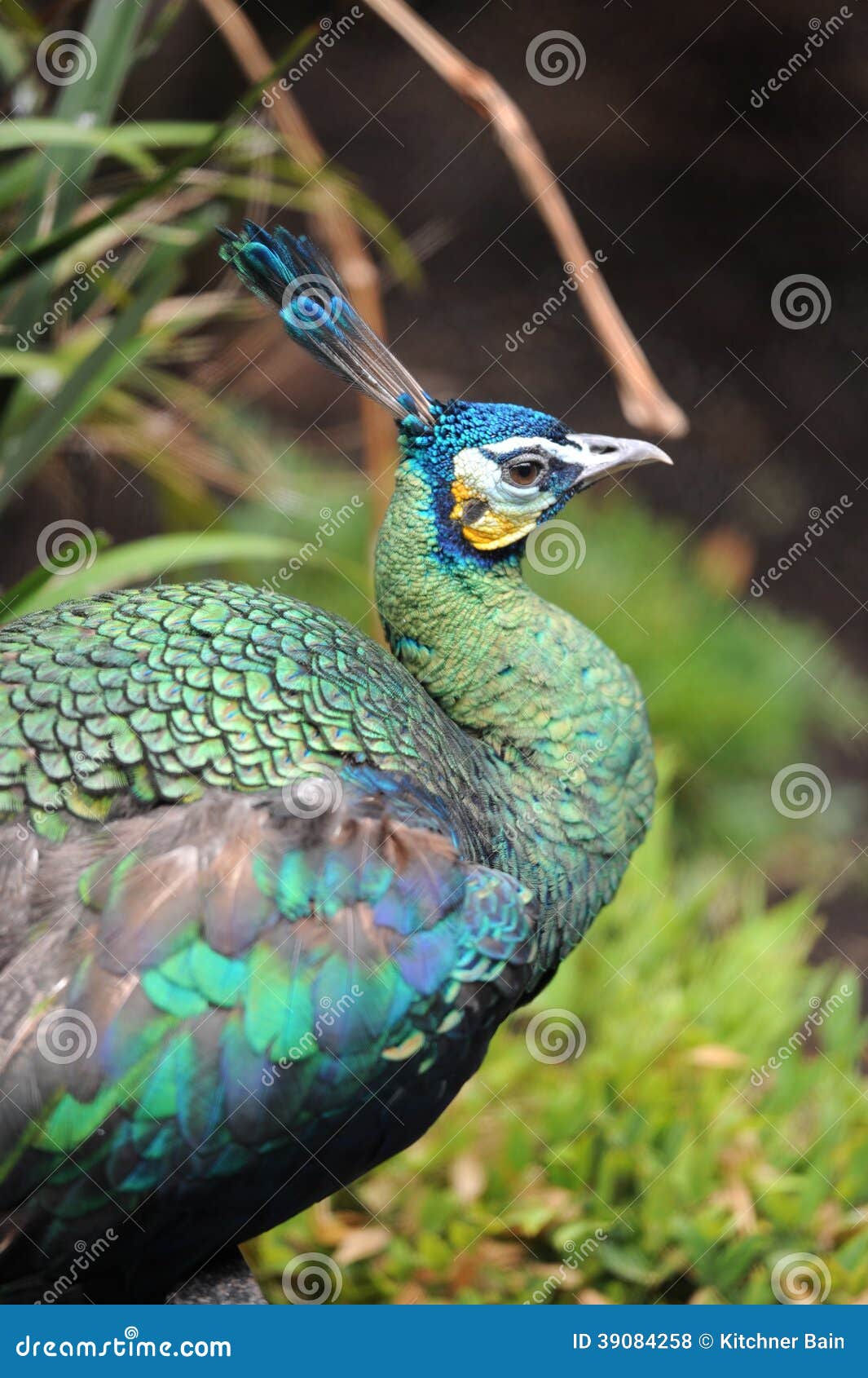 Peacock stock photo. Image of australian, peafowl, gold - 39084258