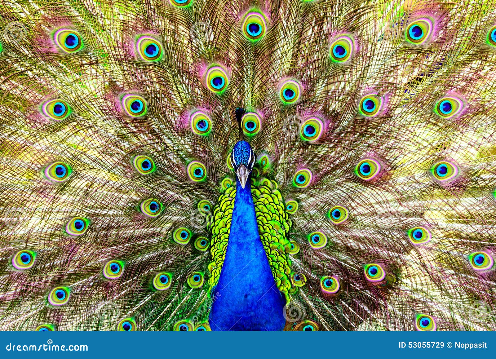 Peacock close up shot stock image. Image of majestic - 53055729