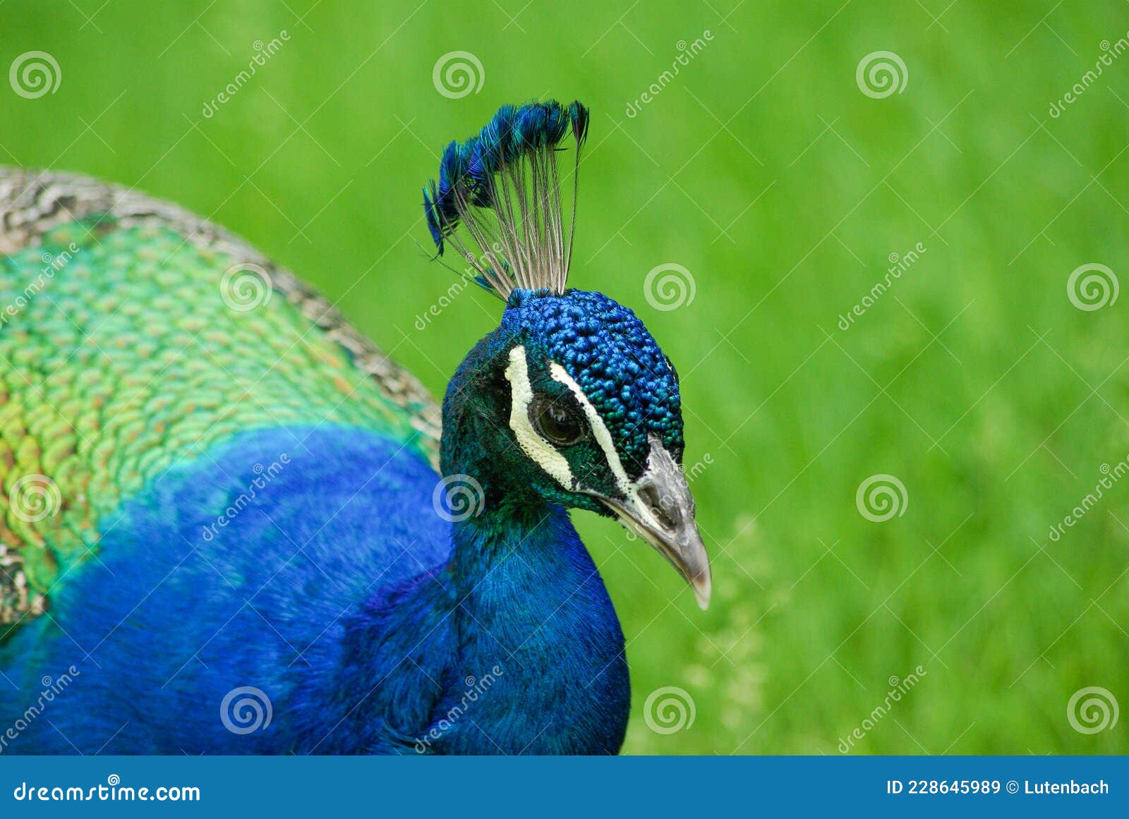 Peacock Close Up stock image. Image of peacock, royal - 228645989