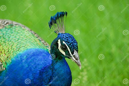 Peacock Close Up stock image. Image of peacock, royal - 228645989