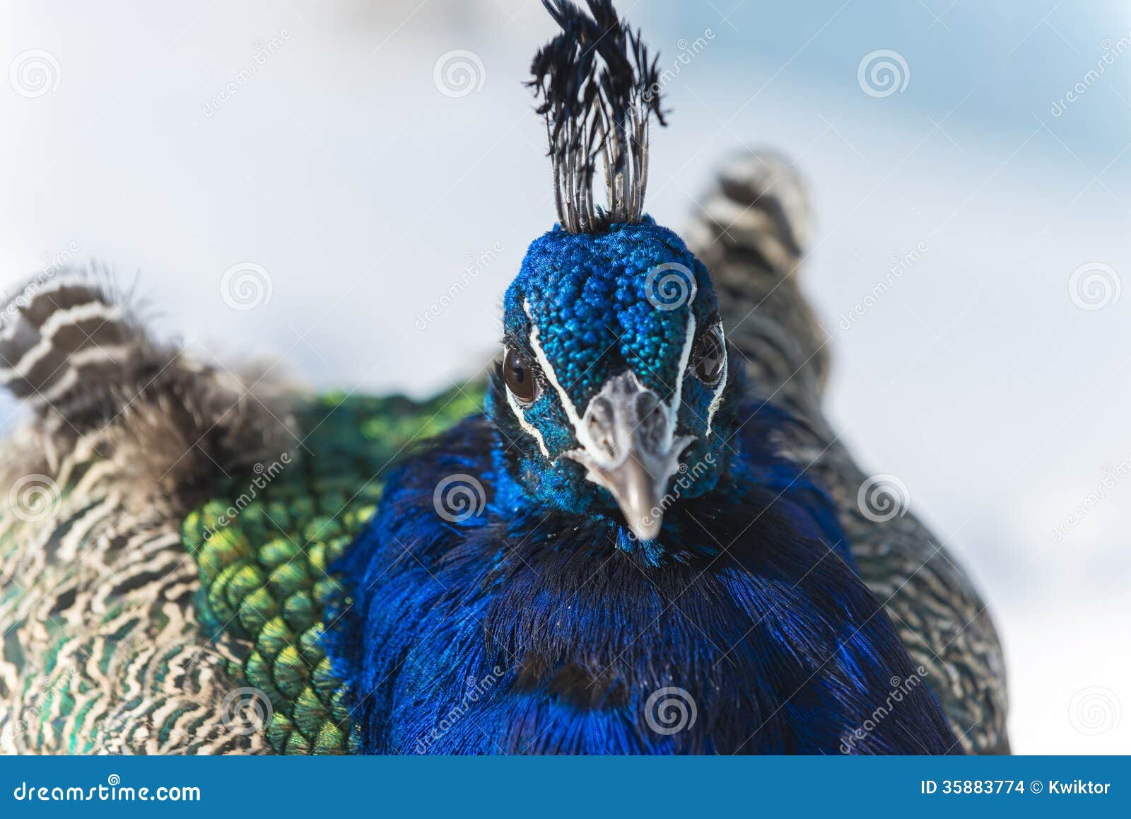Peacock close-up stock photo. Image of color, majestic - 35883774