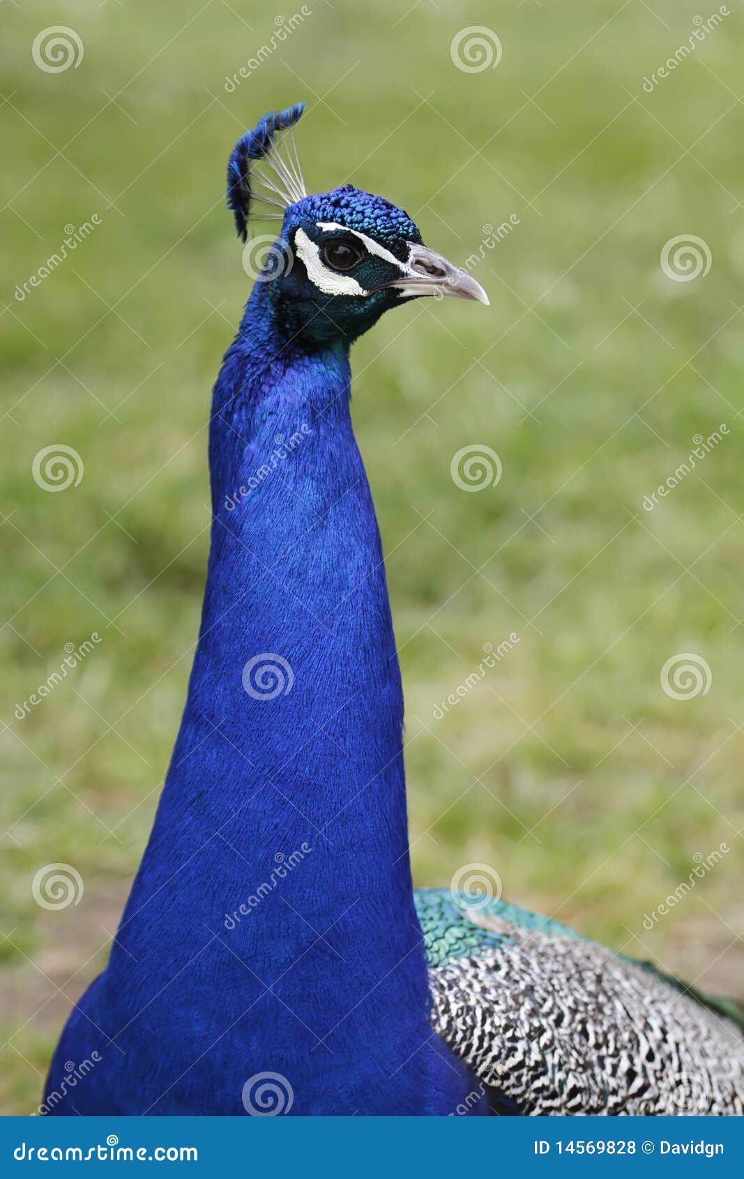 Peacock Closeup 2 stock photo. Image of public, portrait - 14569828