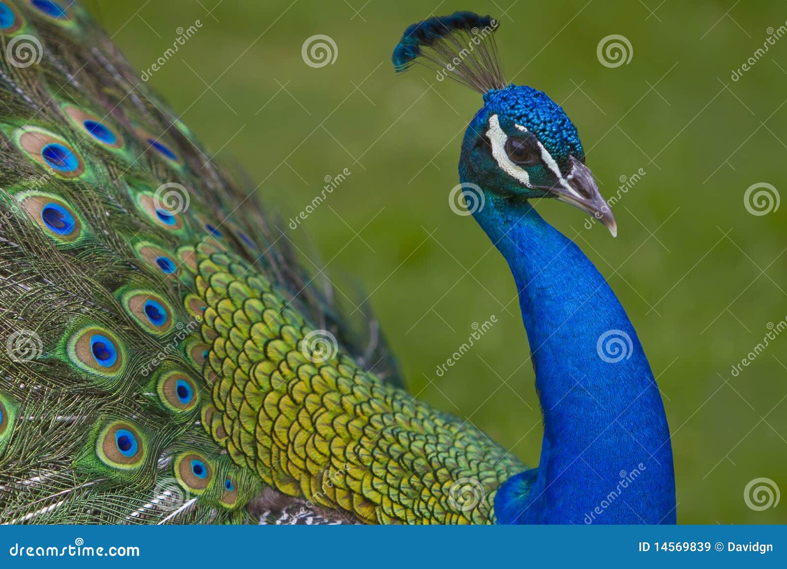 Peacock Closeup 7 stock image. Image of maryhill, season - 14569839