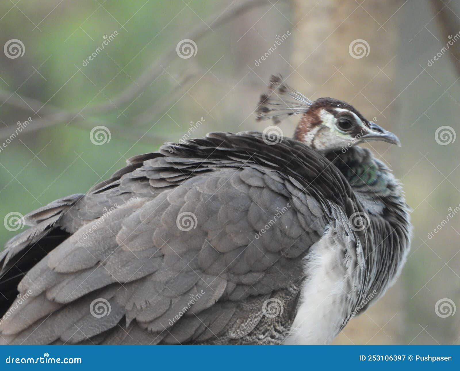 Peacock Closeup Shot in Natural Habitat Stock Image - Image of wildlife ...