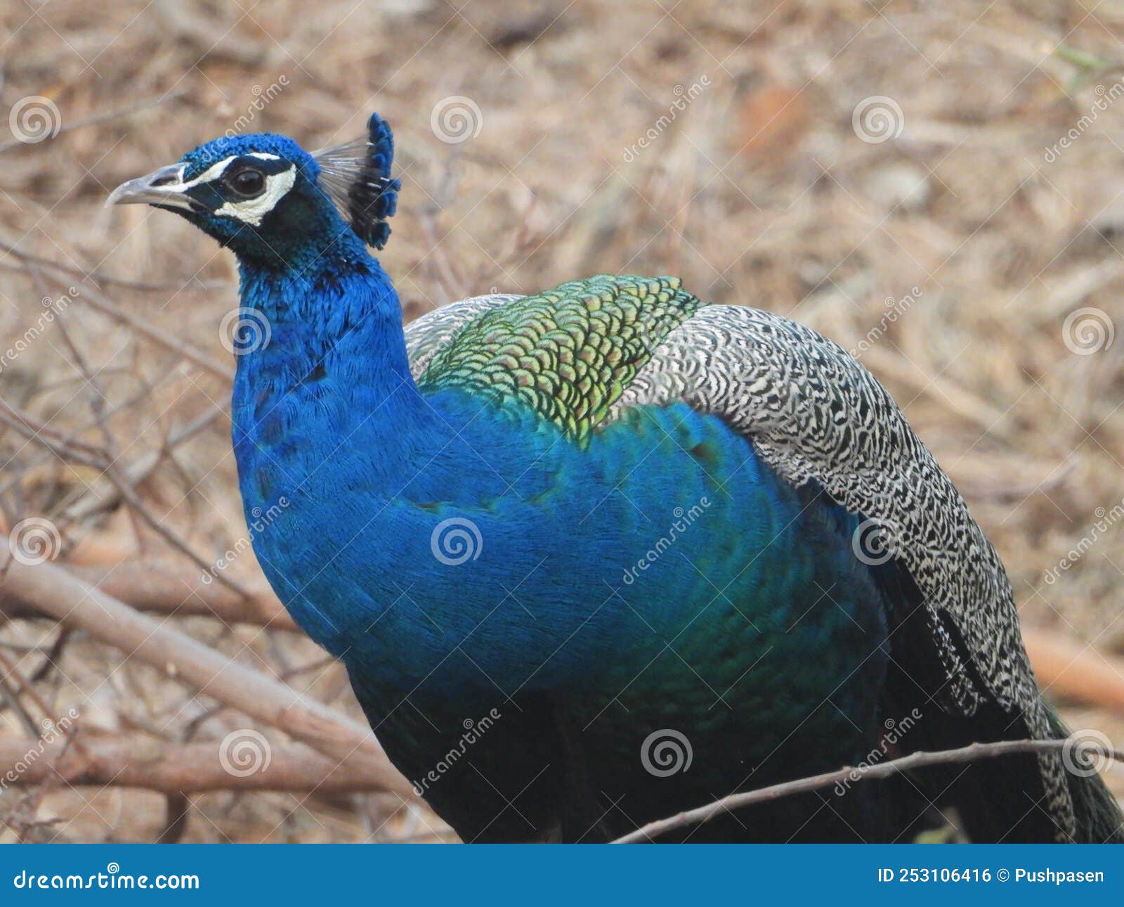 Peacock Closeup Shot in Natural Habitat Stock Photo - Image of parrot ...