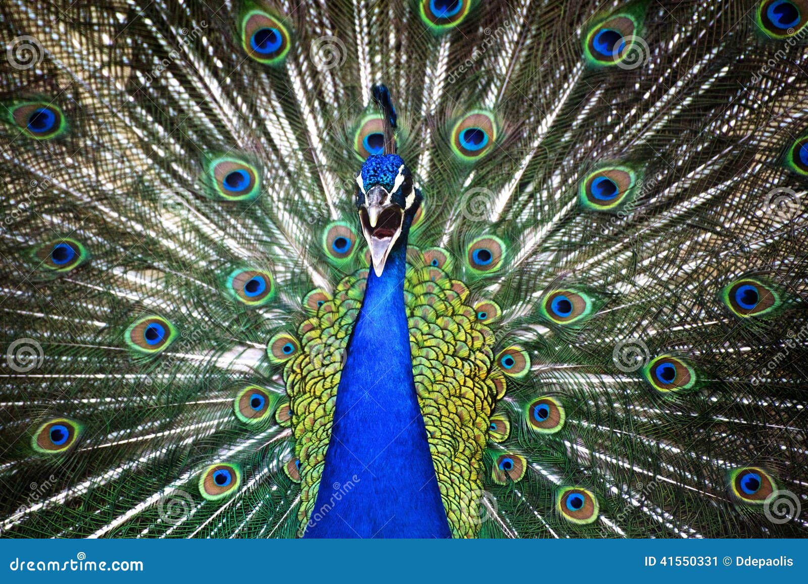 Peacock stock image. Image of angry, nature, closeup - 41550331