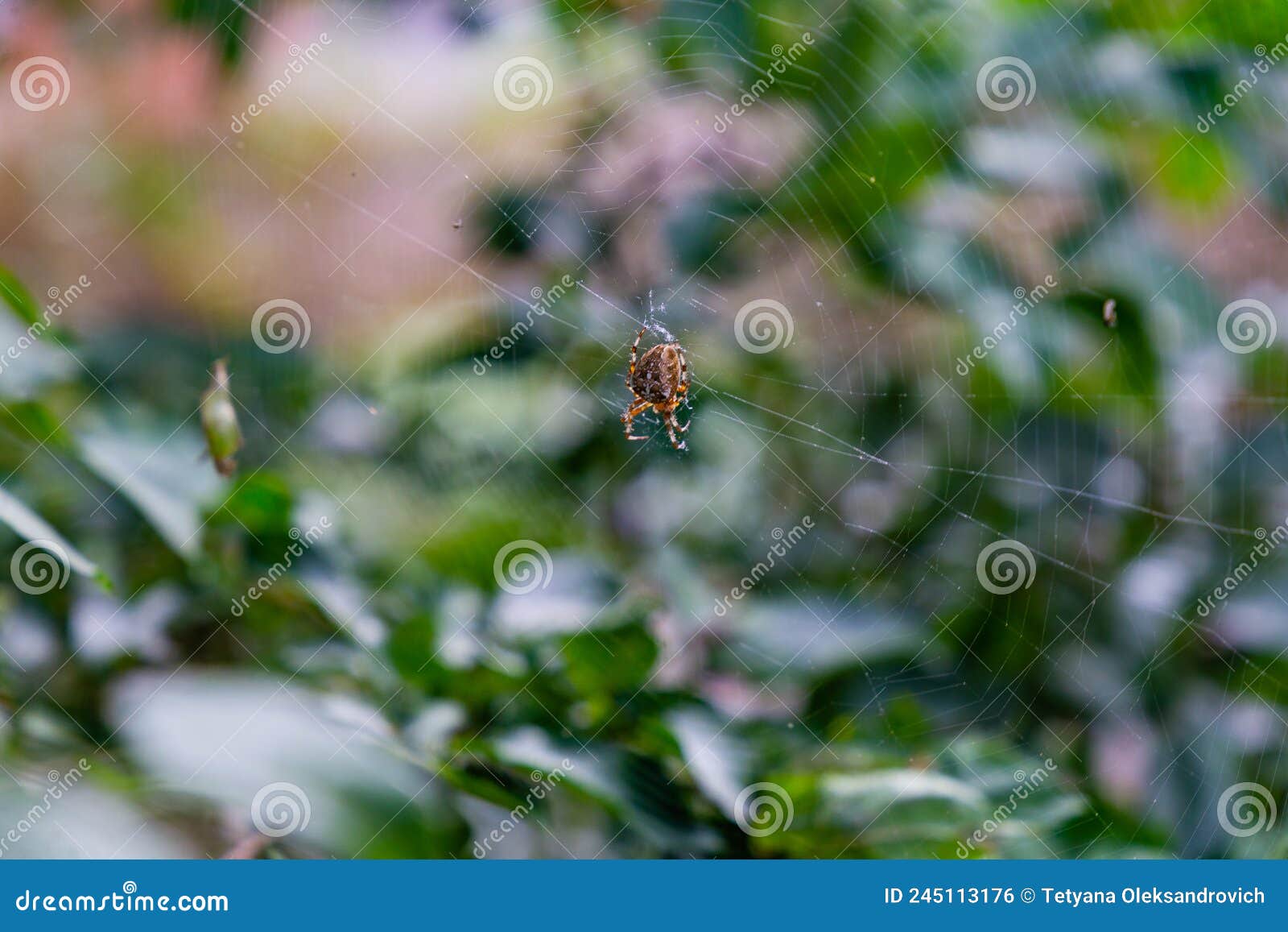 Peacock on a Cobweb, the Nature of Insects Stock Photo - Image of ...