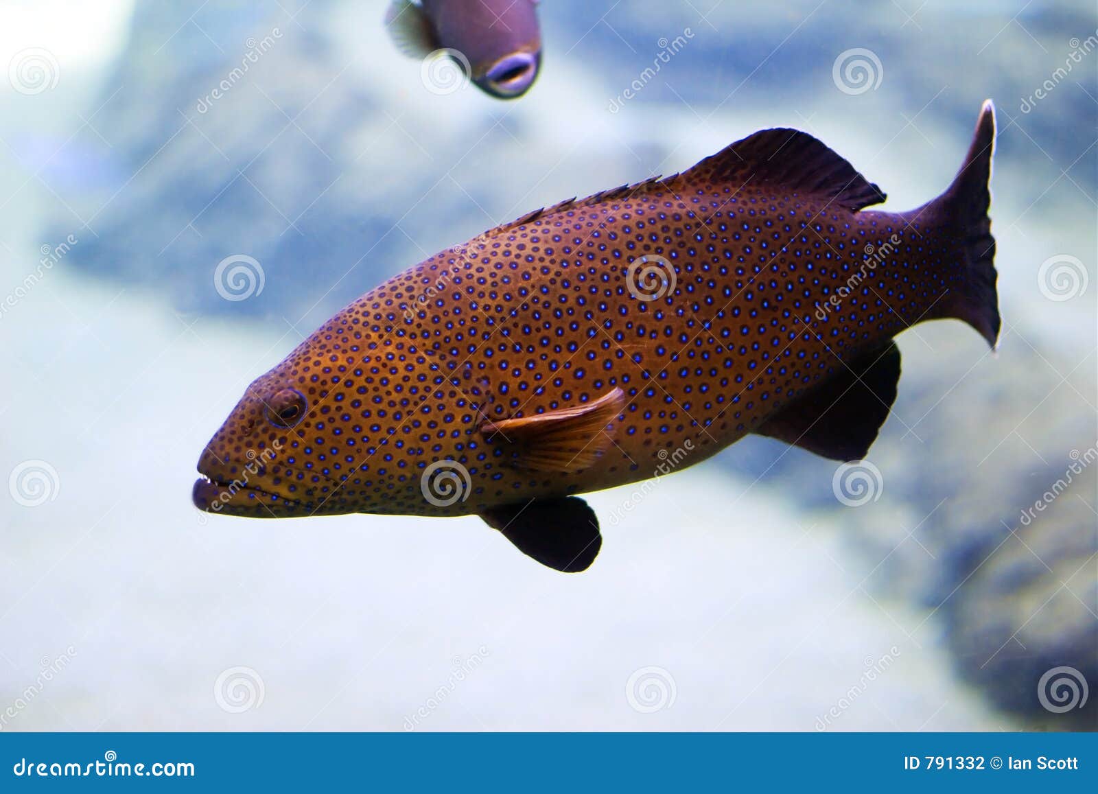 Peacock Cod stock photo. Image of peacock, diving, queensland - 791332