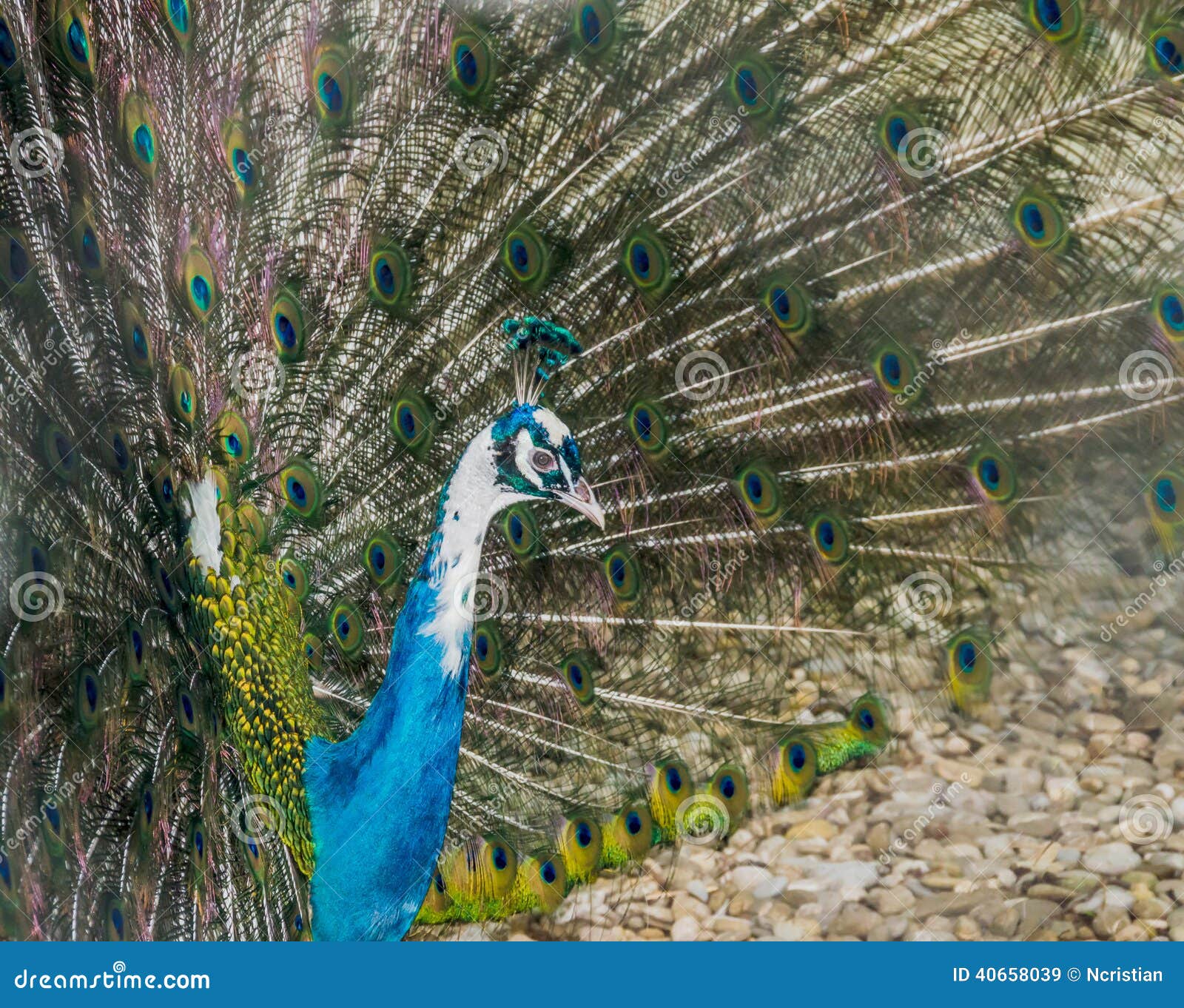 Peacock with Colored Feathers Stock Image - Image of tropical, wildlife ...
