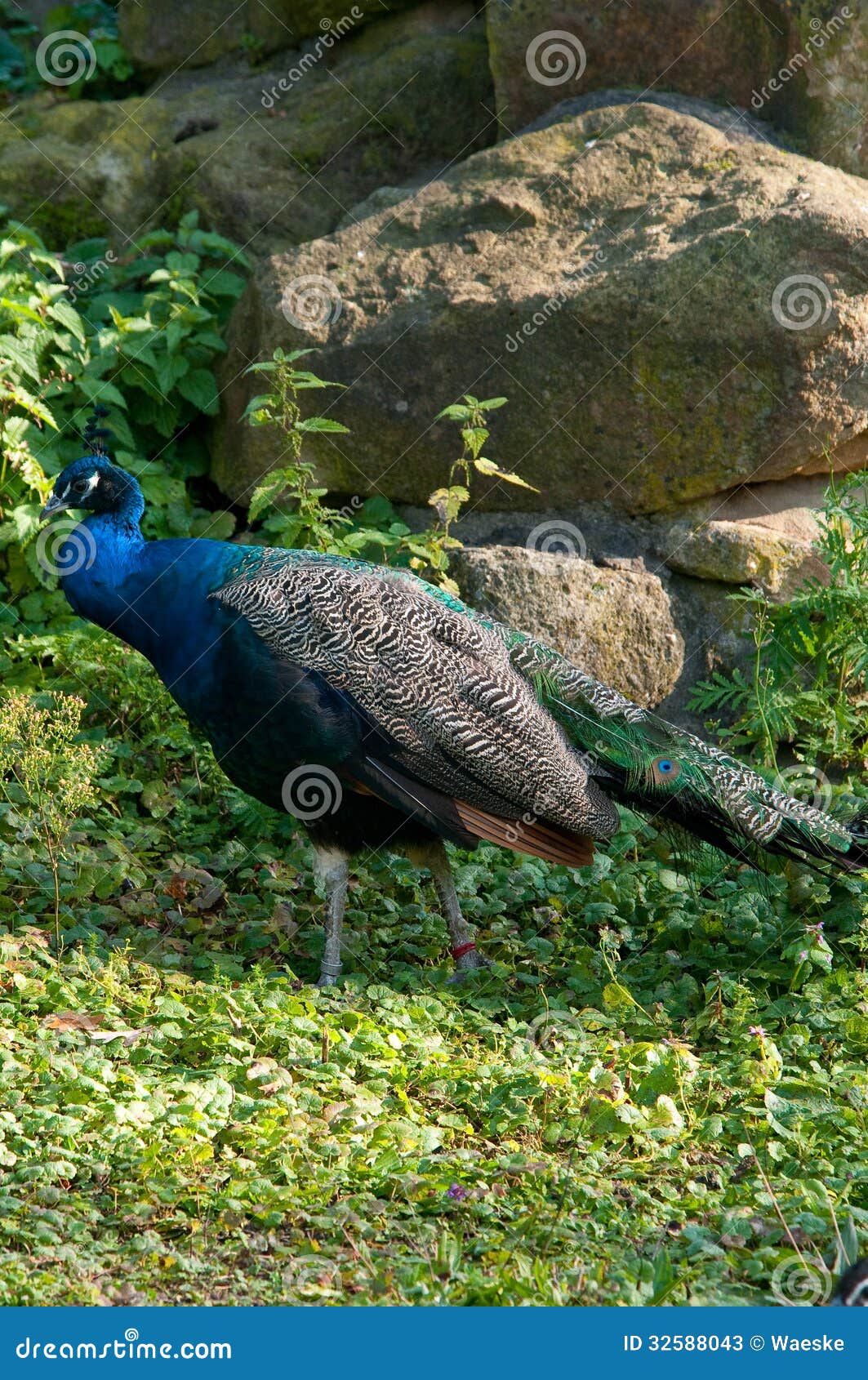 Peacock stock image. Image of feather, animal, plumage - 32588043