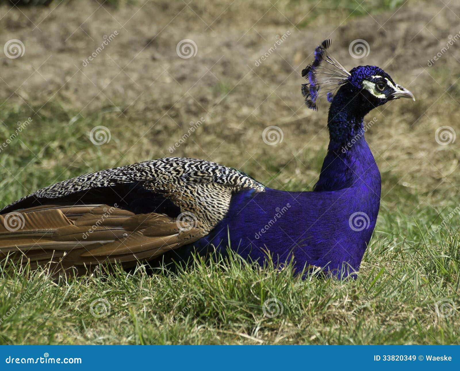 Peacock stock image. Image of peacocks, spring, peacock - 33820349