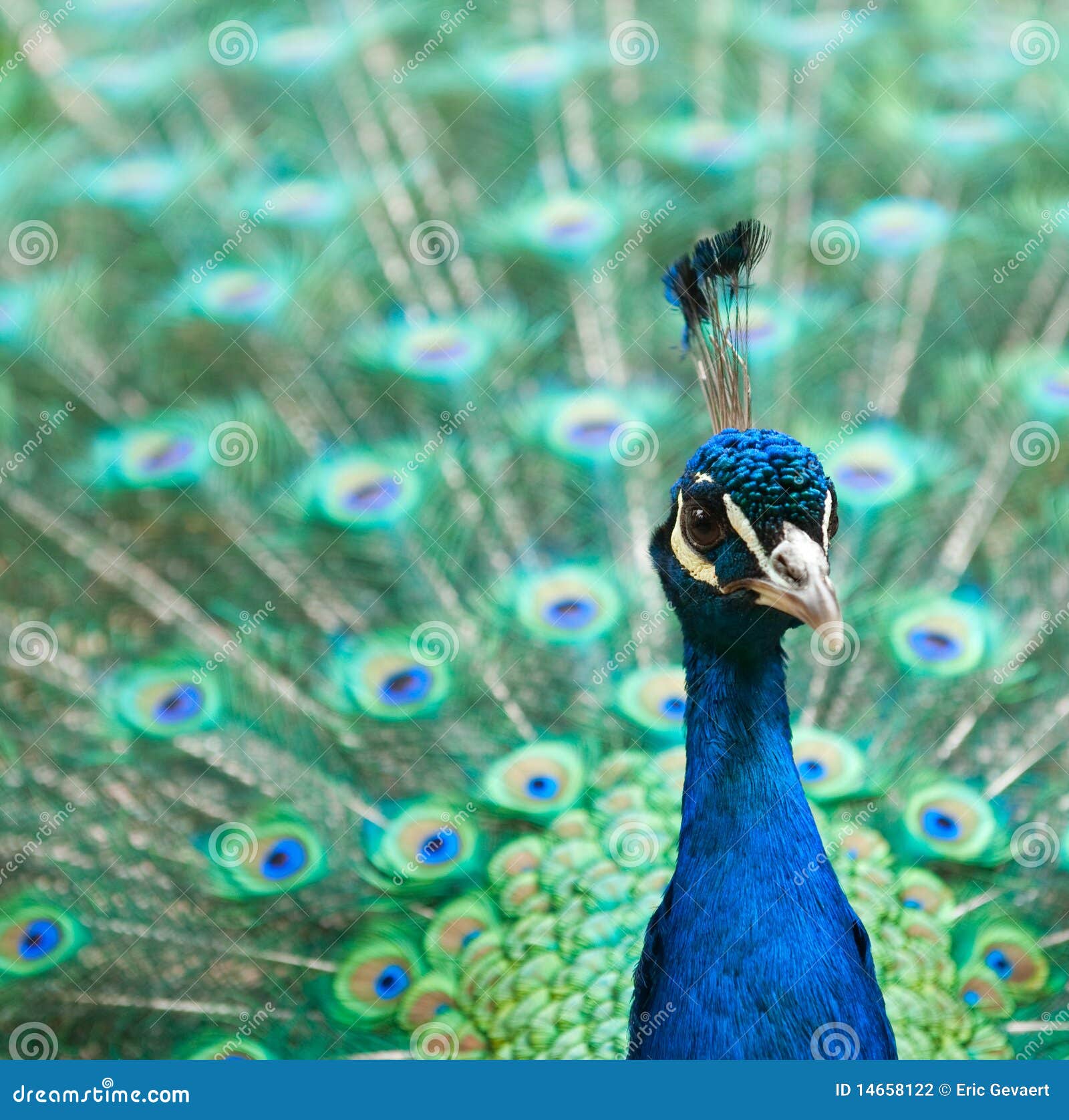 Peacock with colorful tail stock photo. Image of beak - 14658122