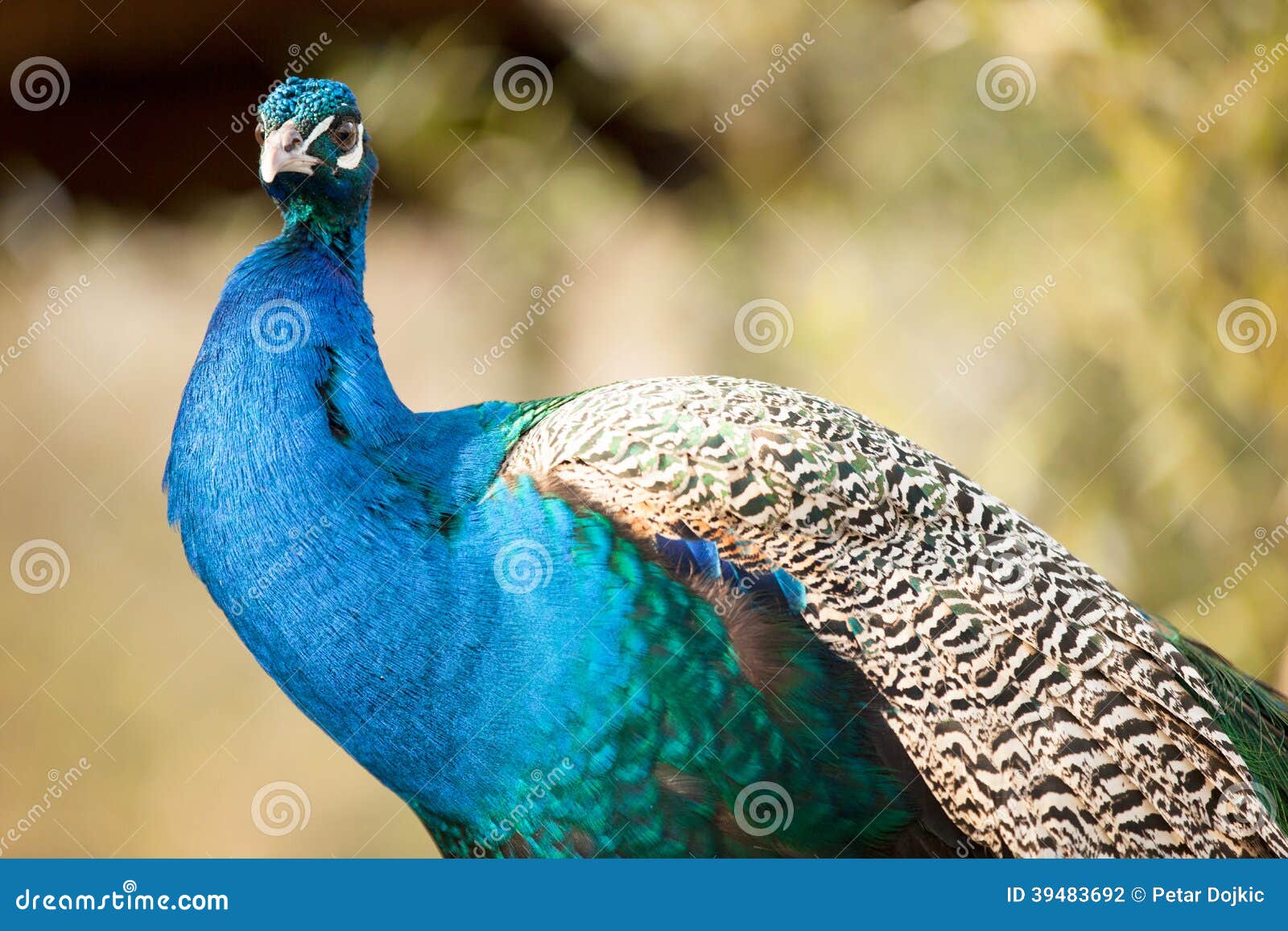 Peacock with Colourful Tail Stock Photo - Image of beautiful, vibrant ...