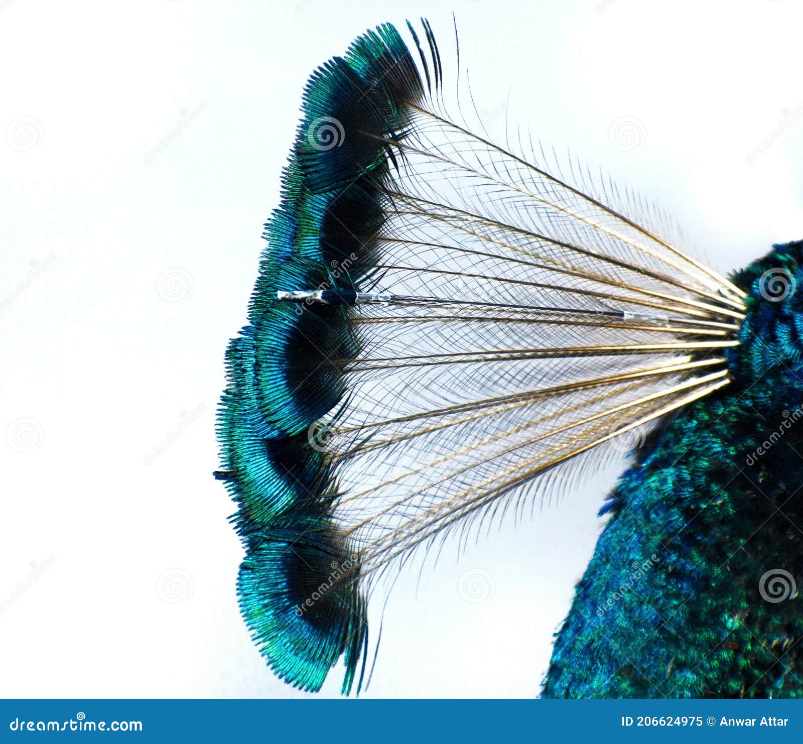 Peacock Crest Feathers Close Up Shot Isolated on White Stock Image ...