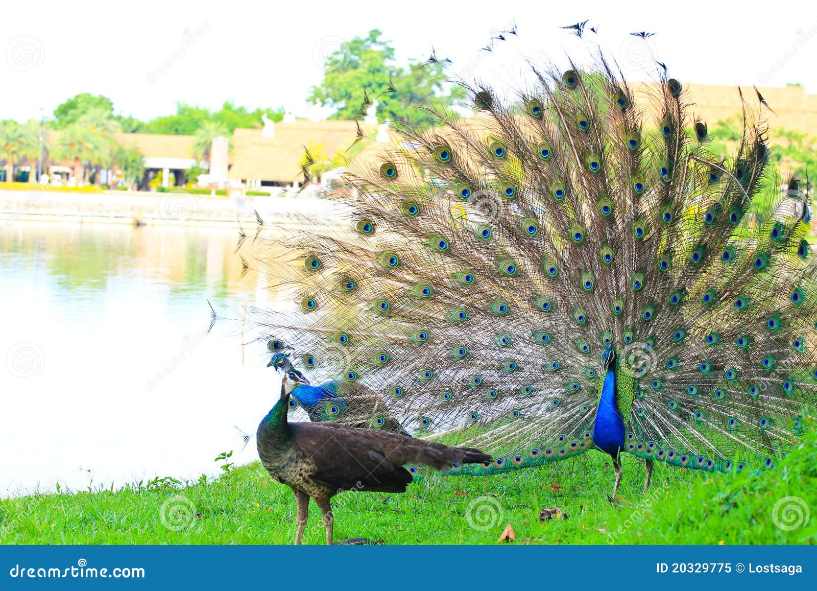 Peacock dance stock image. Image of vibrant, color, portrait - 20329775