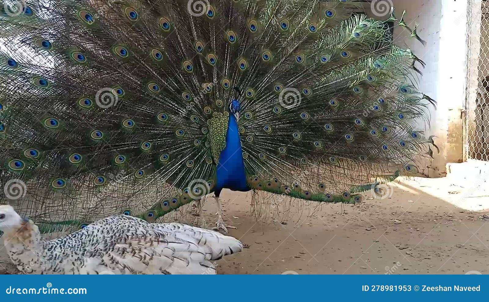 Peacock Dance Stock Video Video Of Mood Feather Romantic 278981953