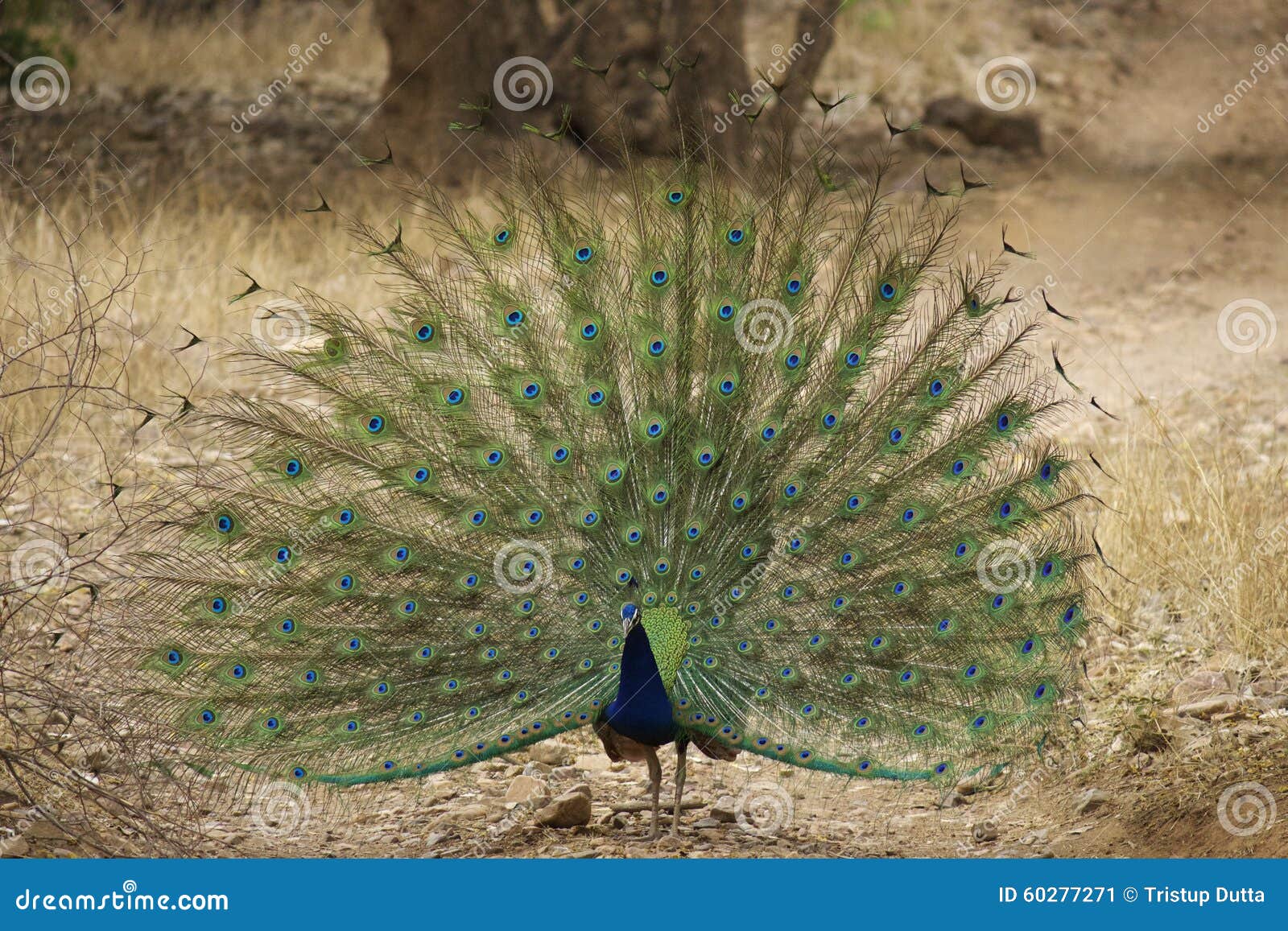 Peacock Dance Stock Image Image Of Beautiful Male Feathers 60277271
