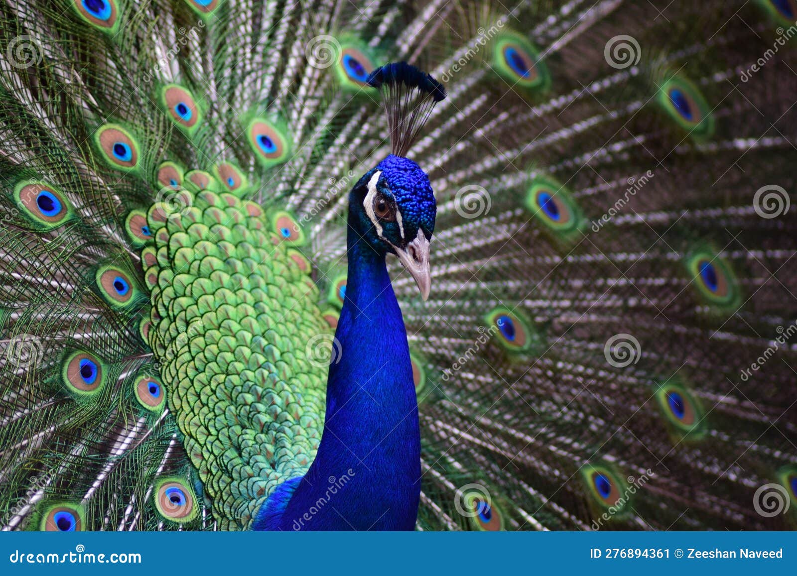 Peacock Dance Stock Image Image Of Elegant Wildlife 276894361