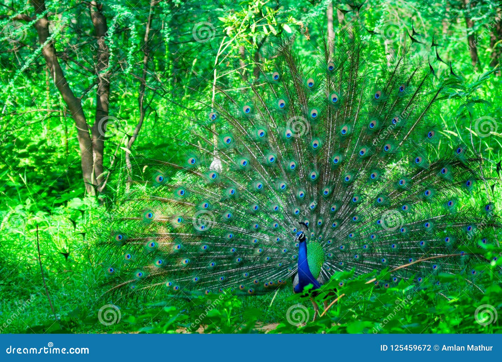 Dancing Peacock In Rain