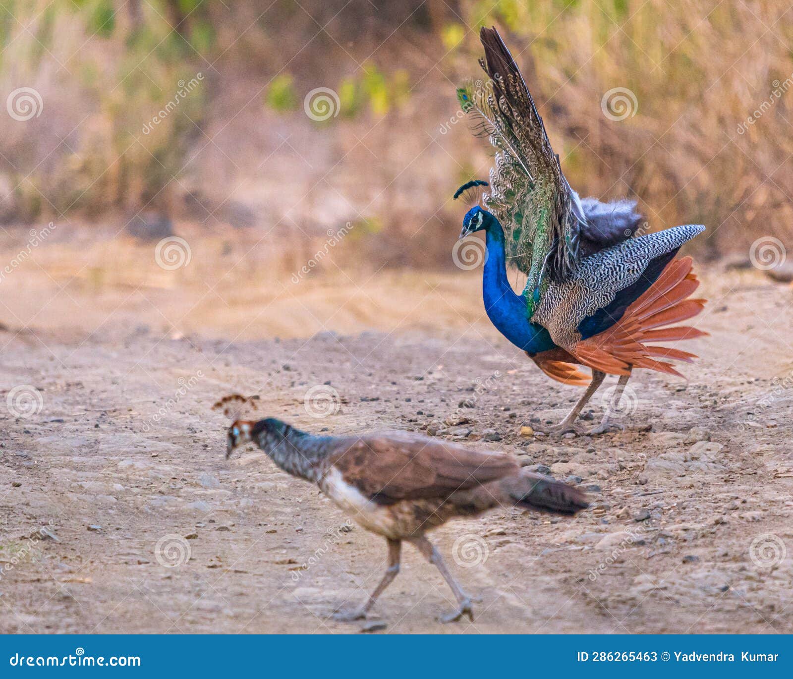 Peacock dancing stock image. Image of wildlife, beautiful - 286265463