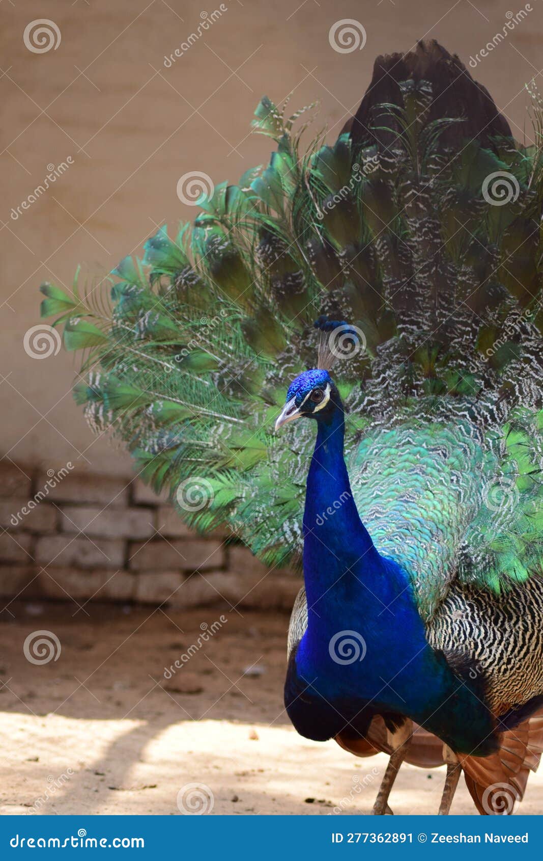 Peacock Dancing And Showing Its Feathers Stock Image Image Of Bright