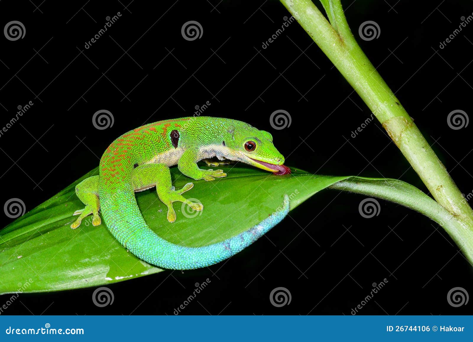 Peacock Day Gecko Royalty-Free Stock Photography | CartoonDealer.com ...