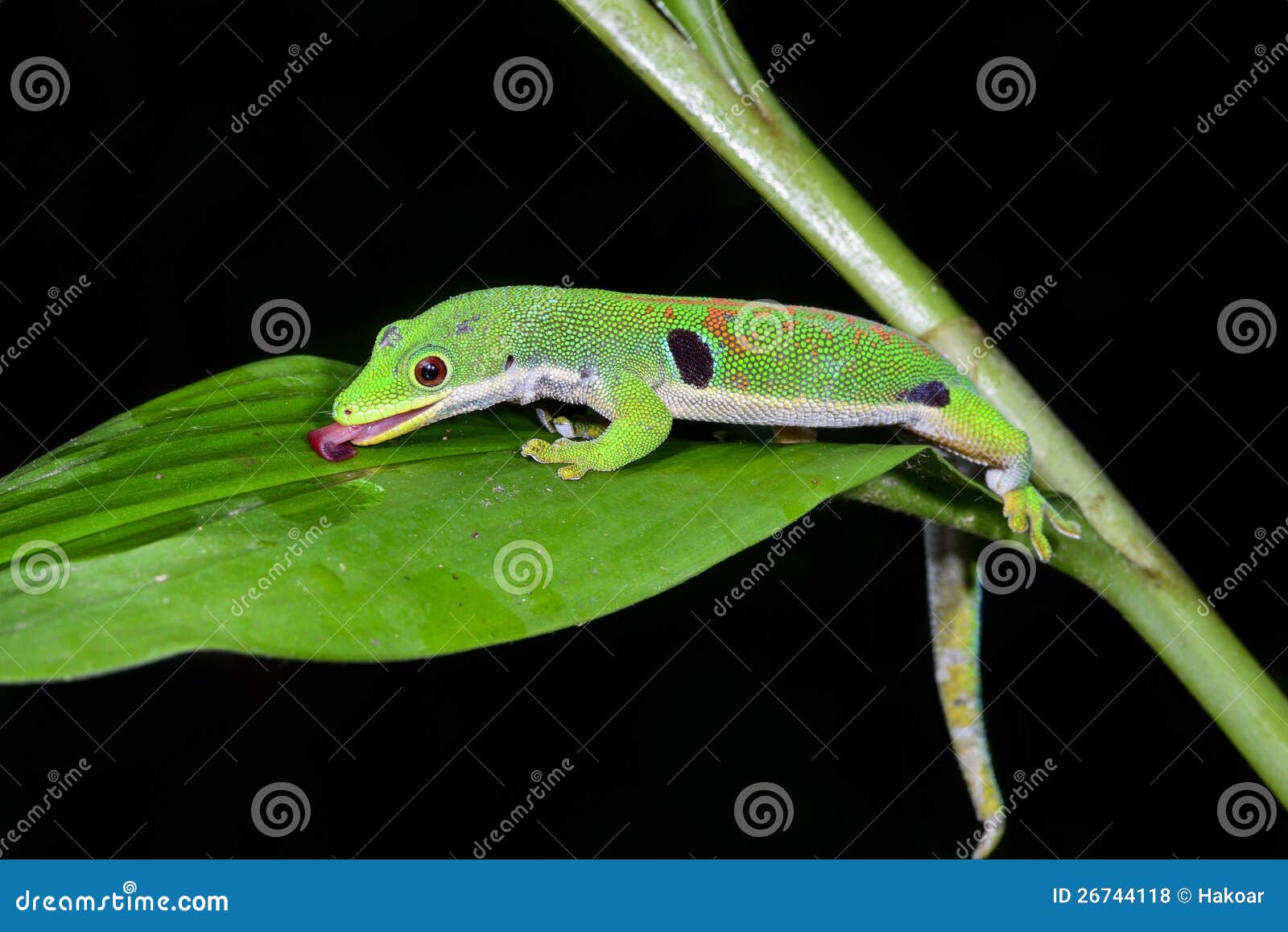 Peacock Day Gecko Size
