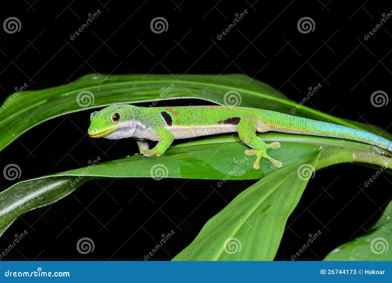 Peacock Day Gecko, Phelsuma Quadriocellata Stock Image - Image of green ...