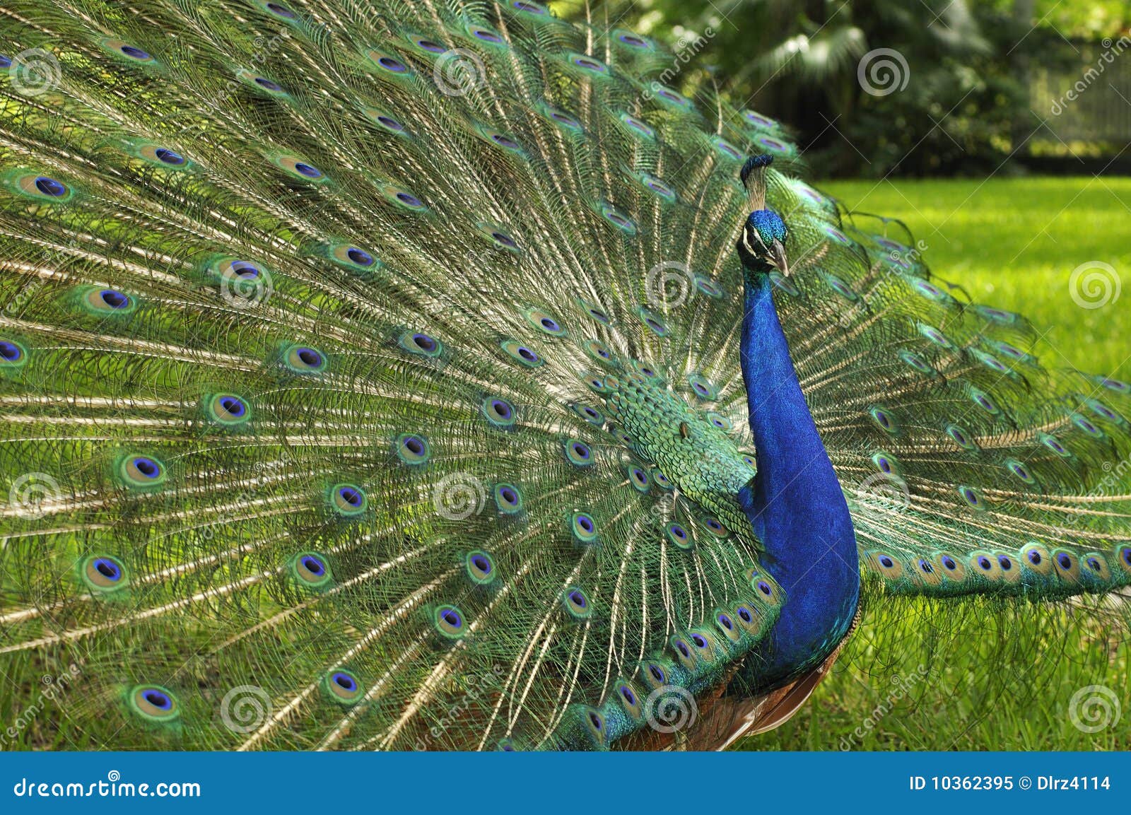 Peacock Display stock image. Image of feather, beautiful - 10362395