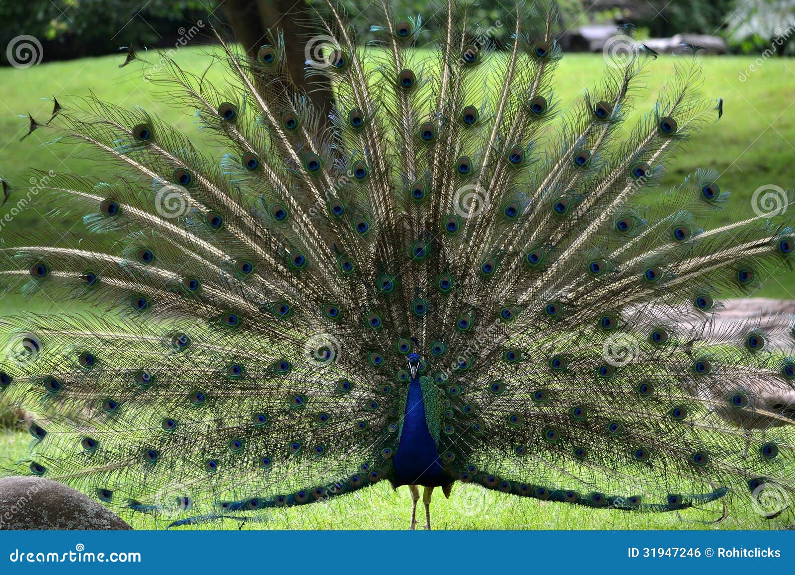 Peacock display stock photo. Image of bird, tail, feathers - 31947246