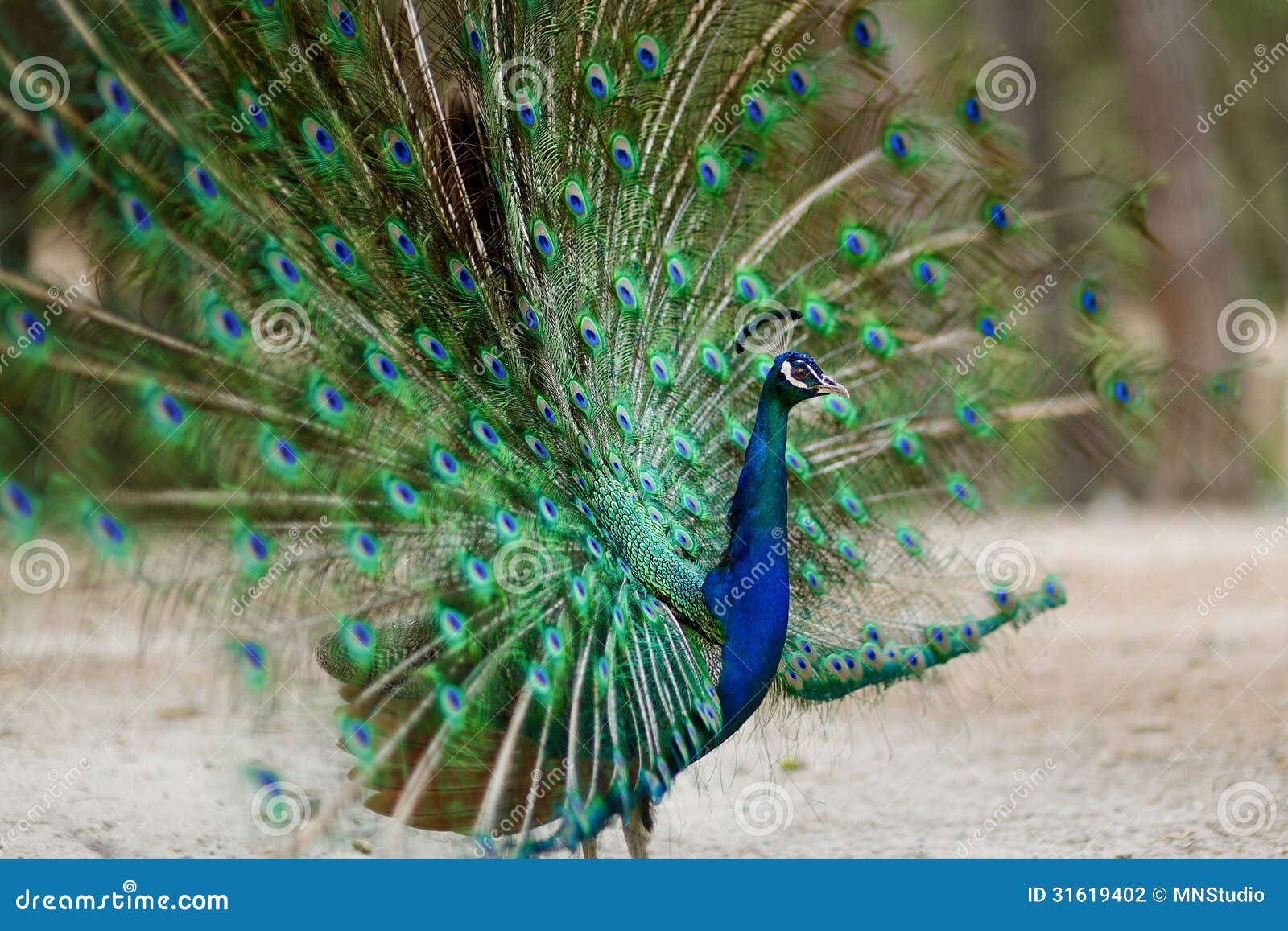 A Peacock Displaying His Plumage Stock Photo - Image of bird, beauty ...