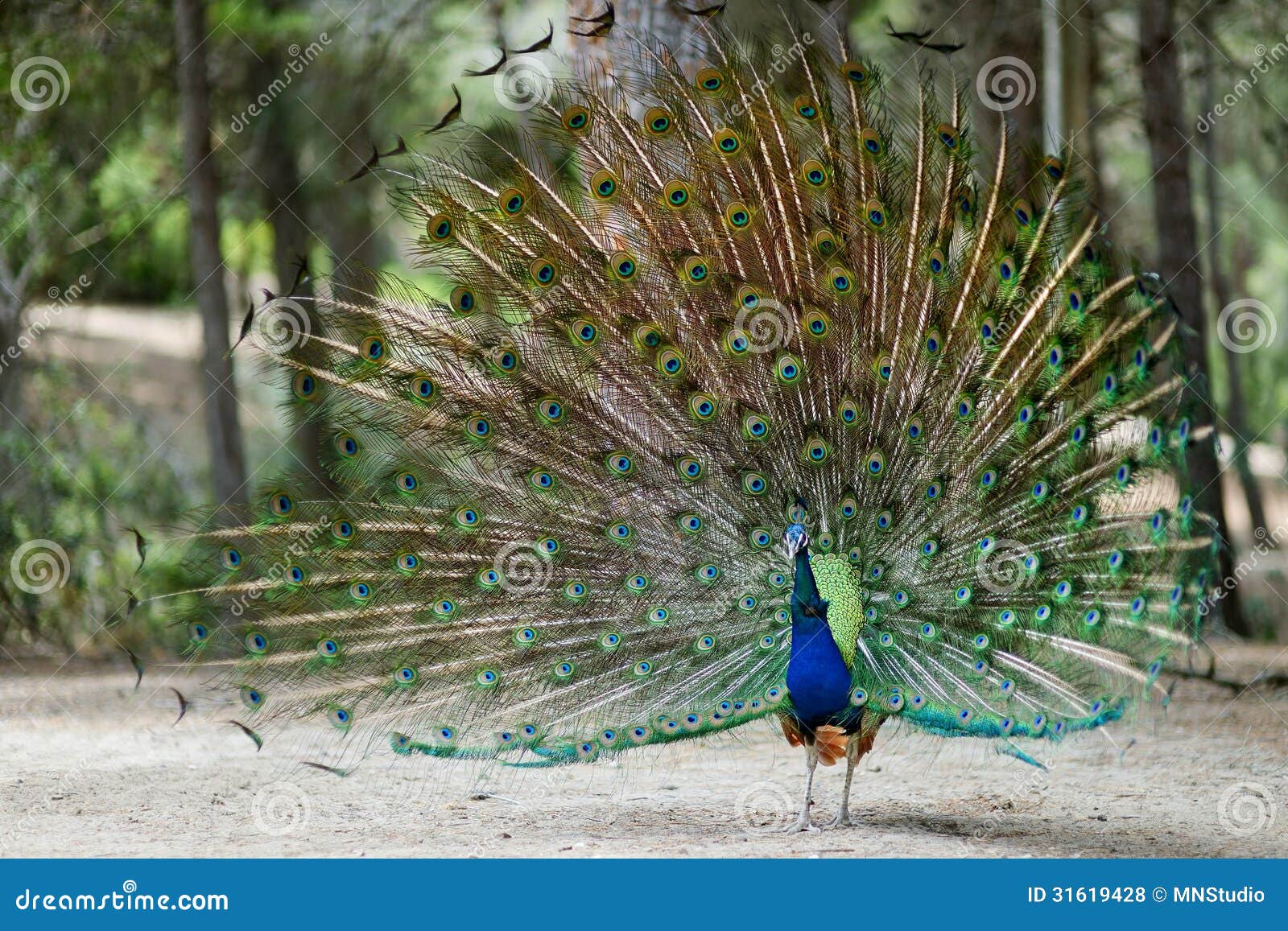 A Peacock Displaying His Plumage Stock Photo - Image of greece, male ...