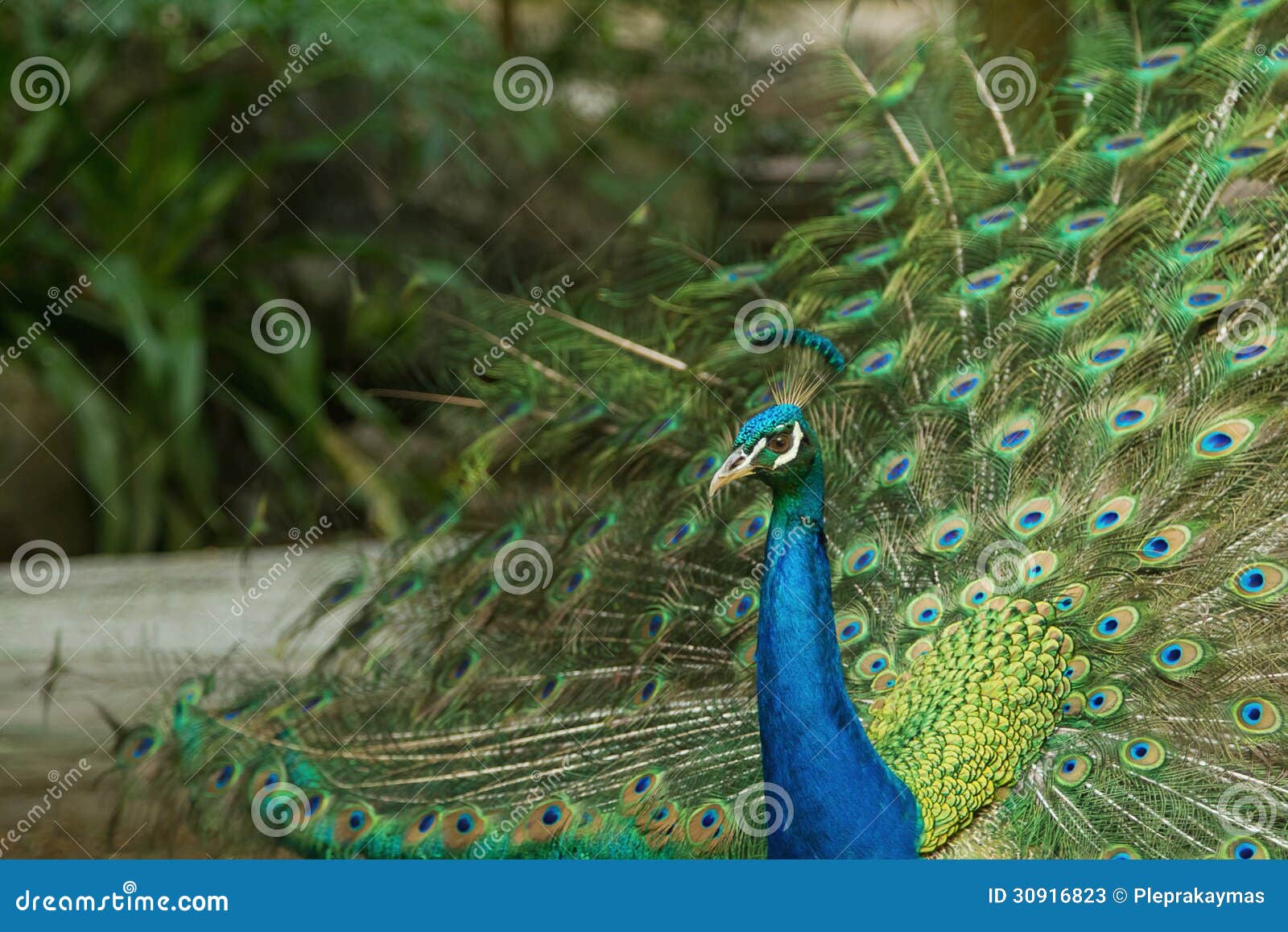 Peacock Displaying Plumage In The Park Stock Image Image Of Tail