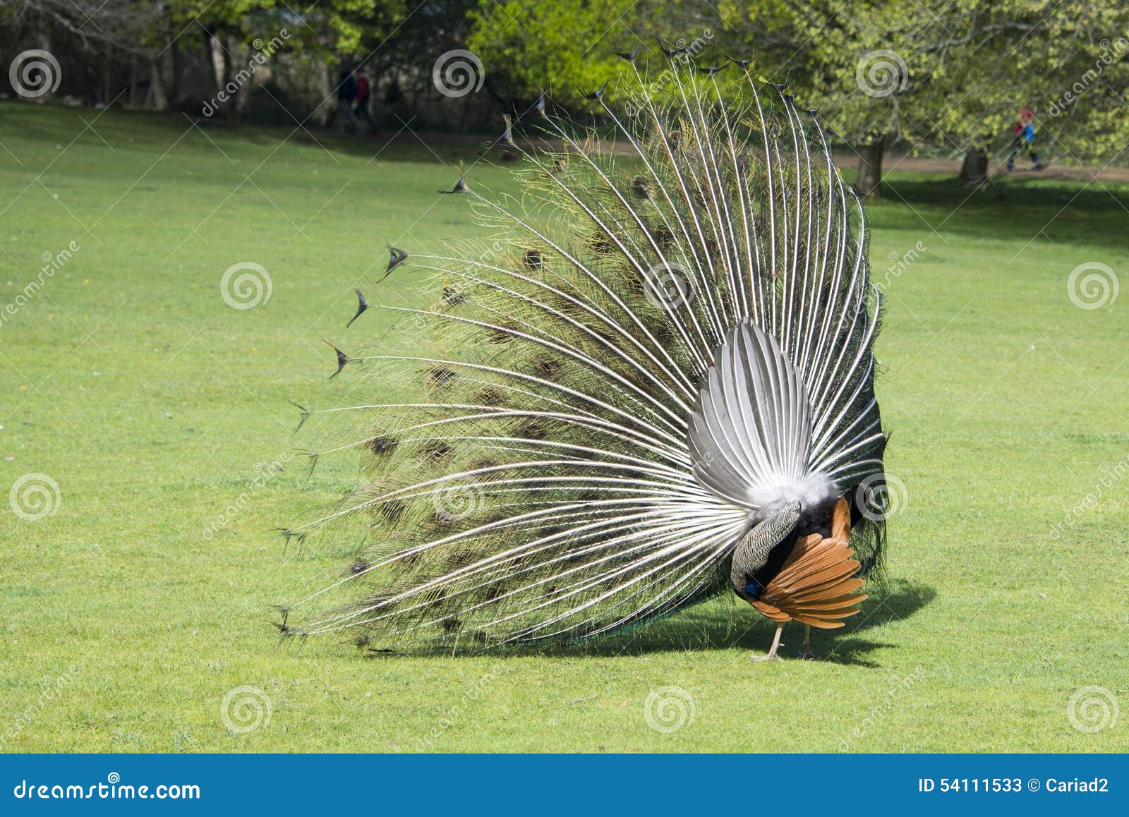 Peacock stock image. Image of male, structure, visible - 54111533