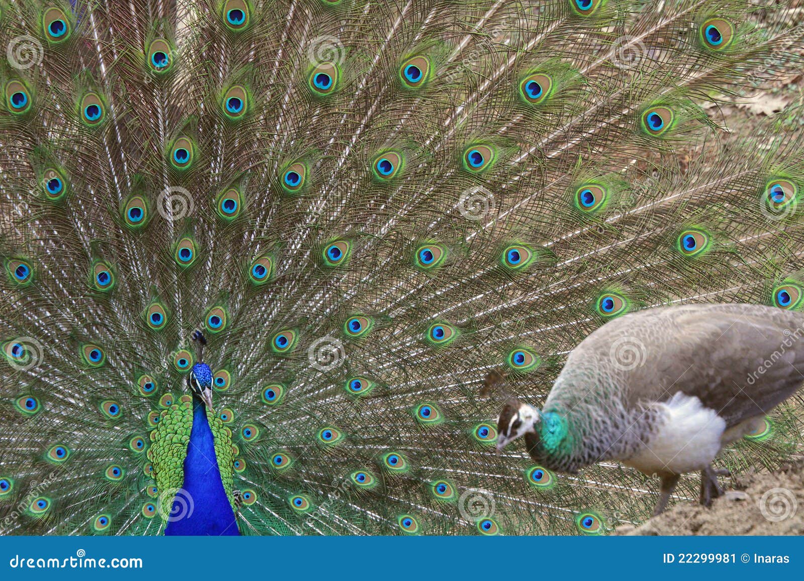 Peahen Stock Photography | CartoonDealer.com #94131308