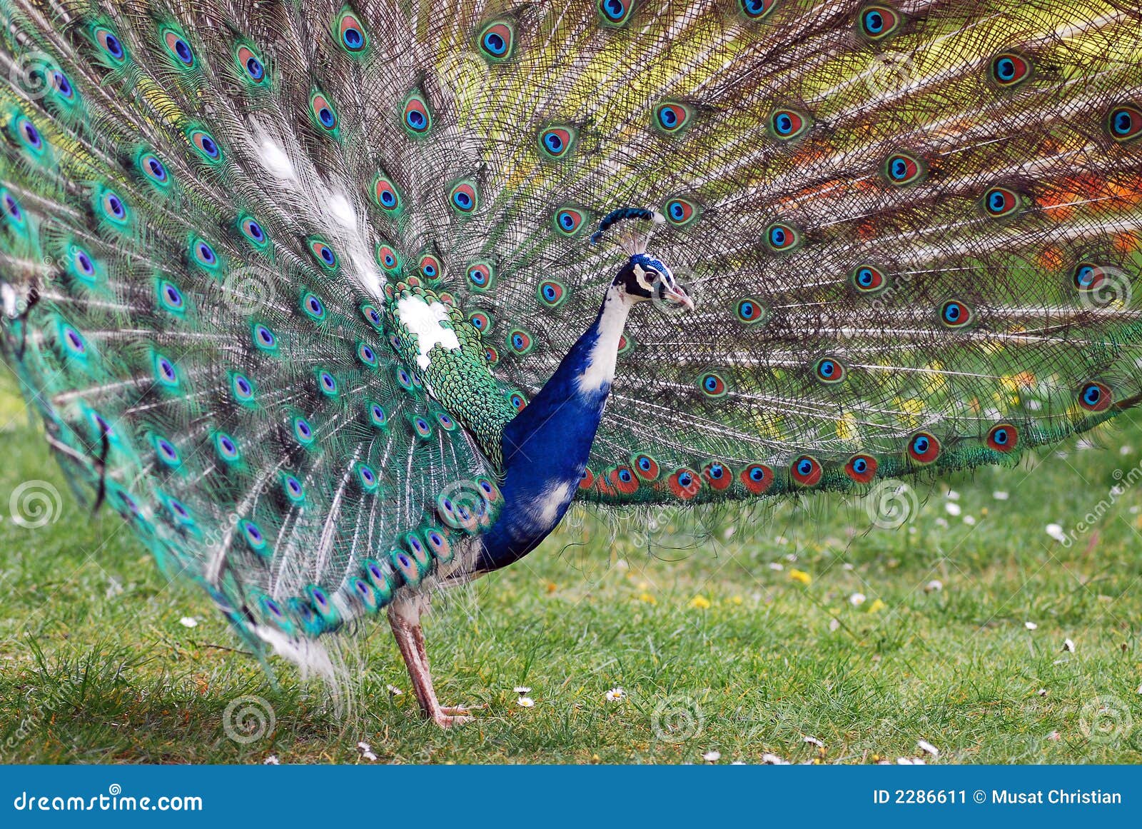 Peacock displays stock image. Image of bill, flower, bird - 2286611