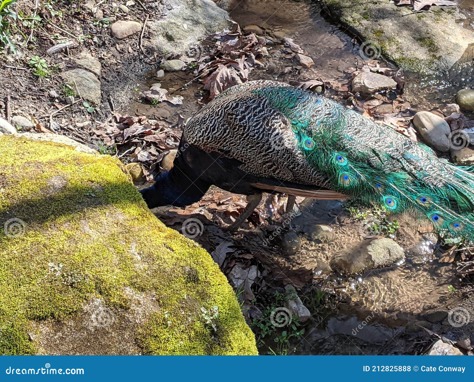 Peacock drinking water stock photo. Image of grass, bird - 212825888