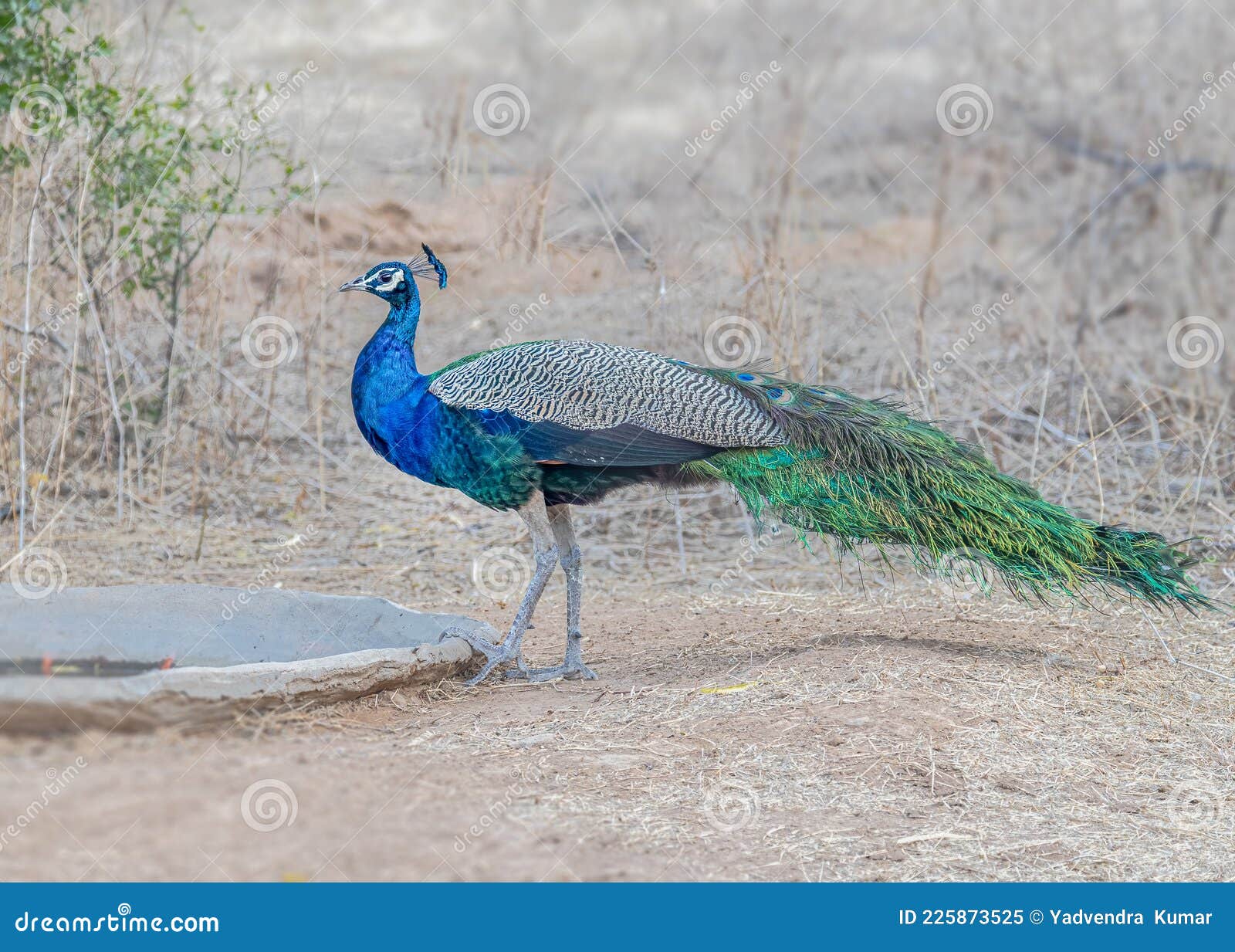 Peacock Drinking Water at a Pond Stock Image - Image of animal, bird ...