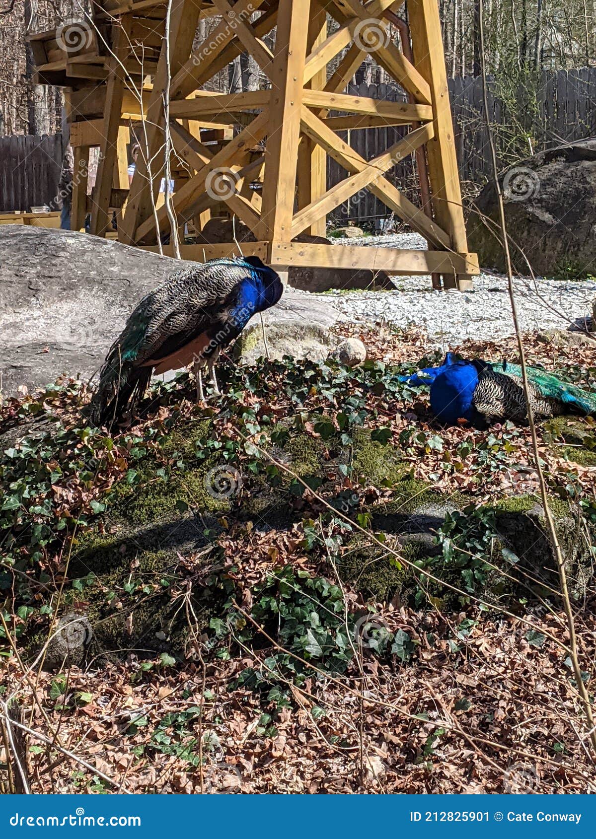 Two Peacocks resting stock image. Image of peacocks - 212825901