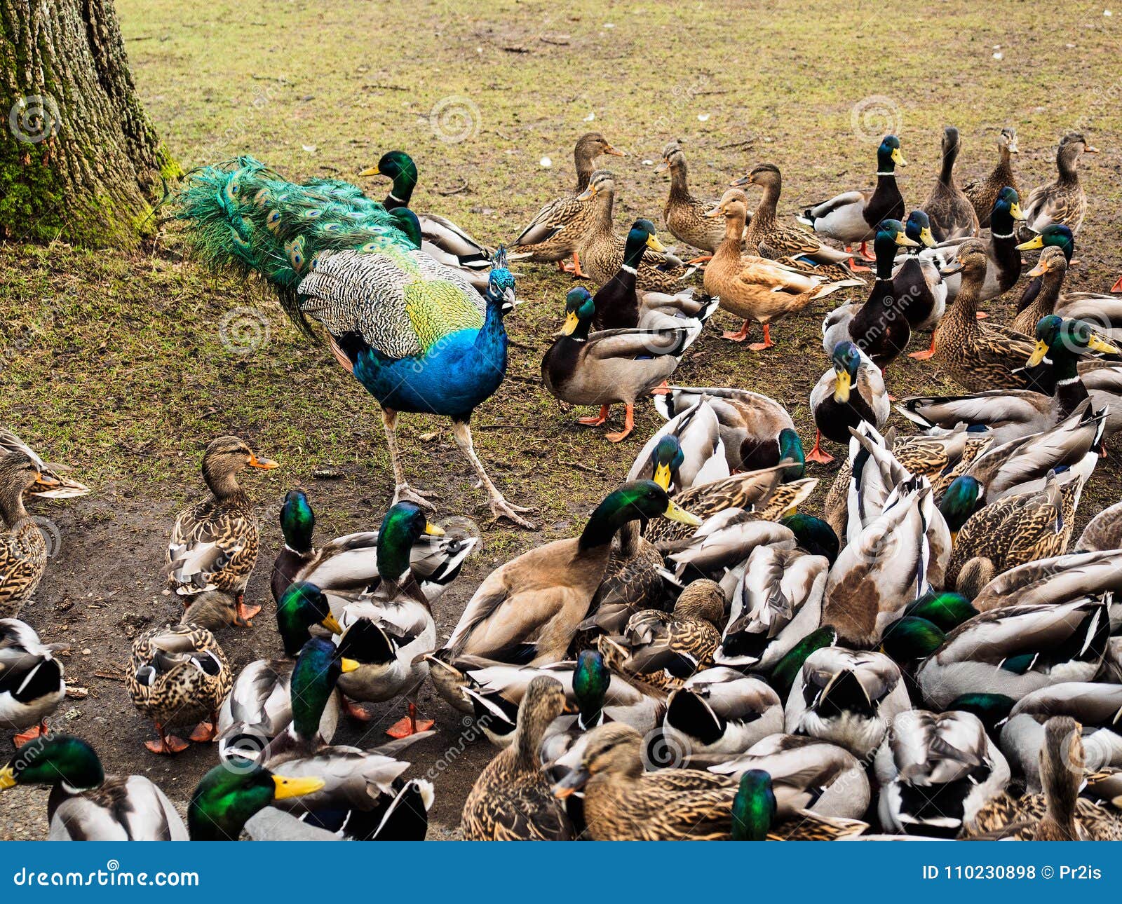 Peacock and ducks stock photo. Image of outdoor, park - 110230898