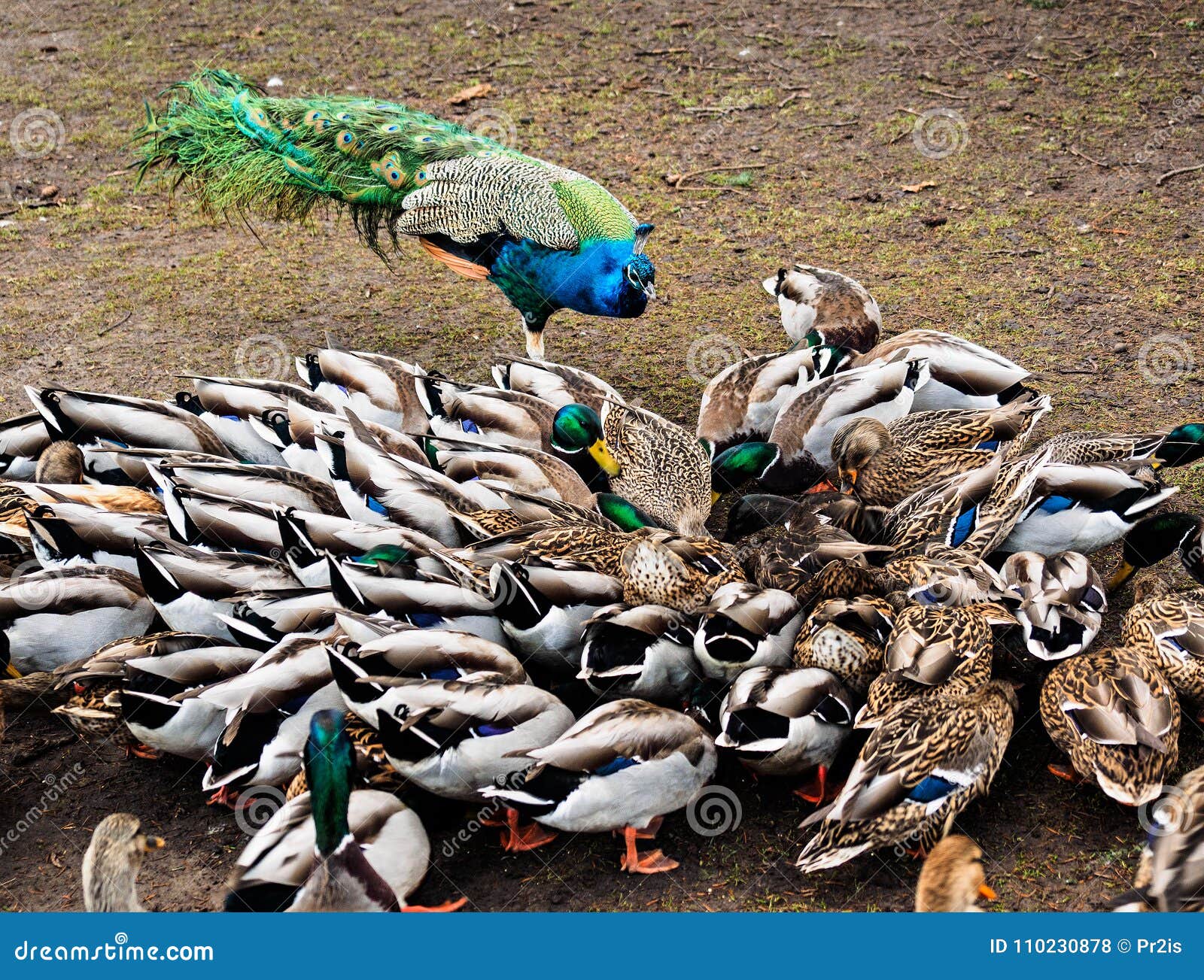 Peacock and ducks stock photo. Image of ducks, pheasant - 110230878