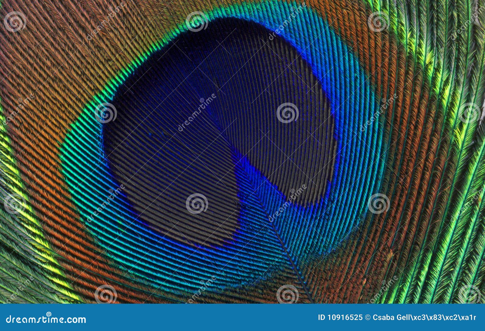 Peacock eye stock image. Image of green, colorful, fluffy - 10916525