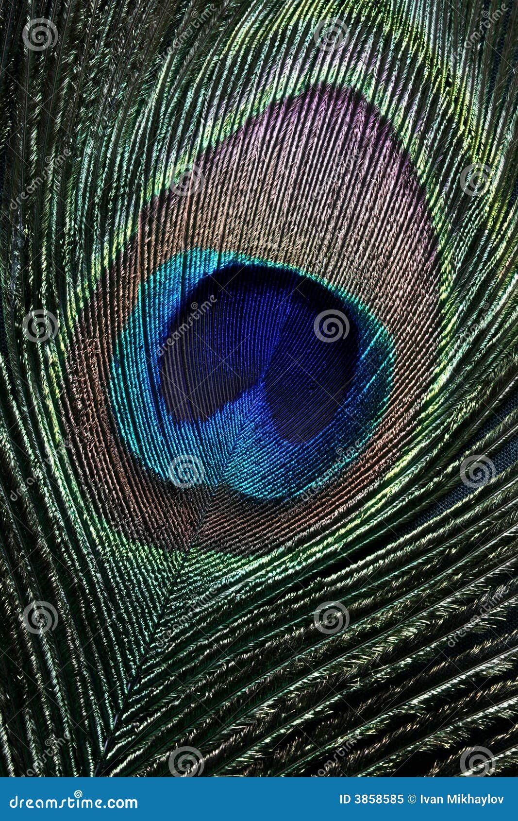 Peacock eye stock image. Image of feather, nature, peacock - 3858585