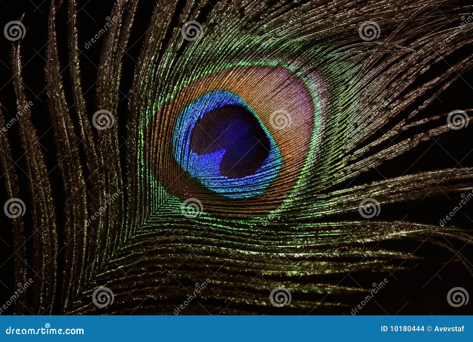 The peacock eye 4 stock photo. Image of coloured, green - 10180444
