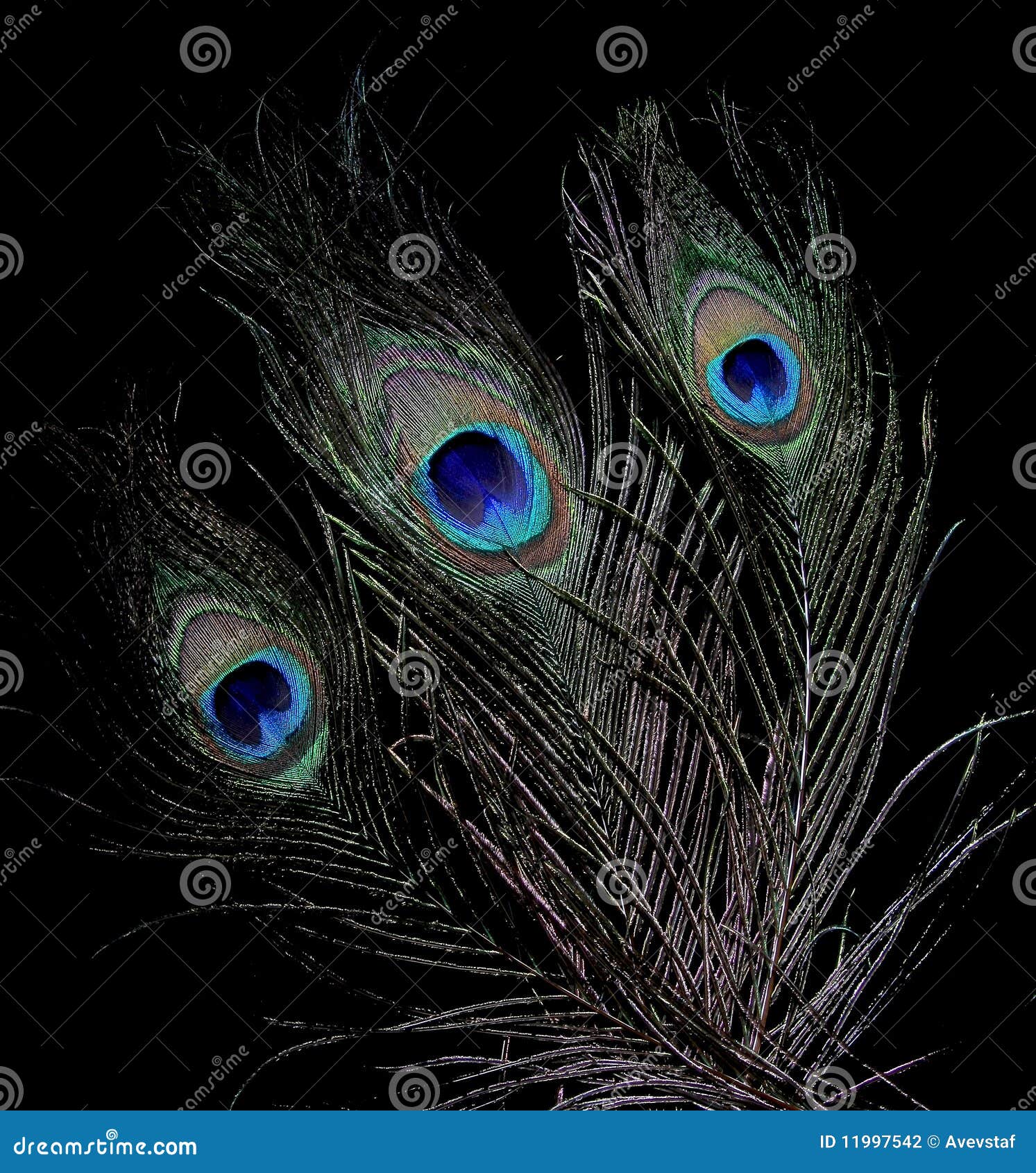 The peacock eyes 1 stock photo. Image of colour, coloured - 11997542
