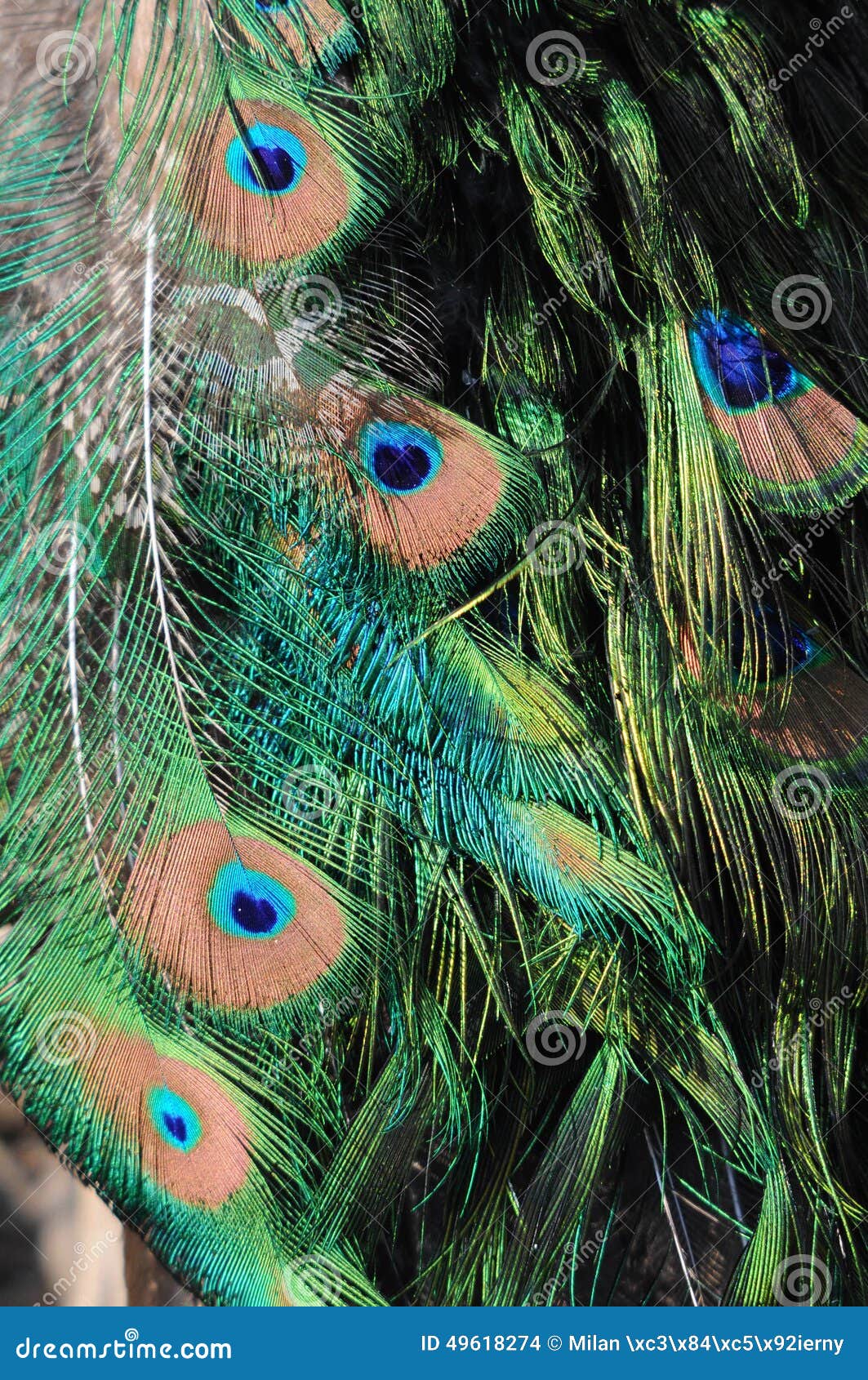 Peacock eyes stock photo. Image of colors, decorative - 49618274