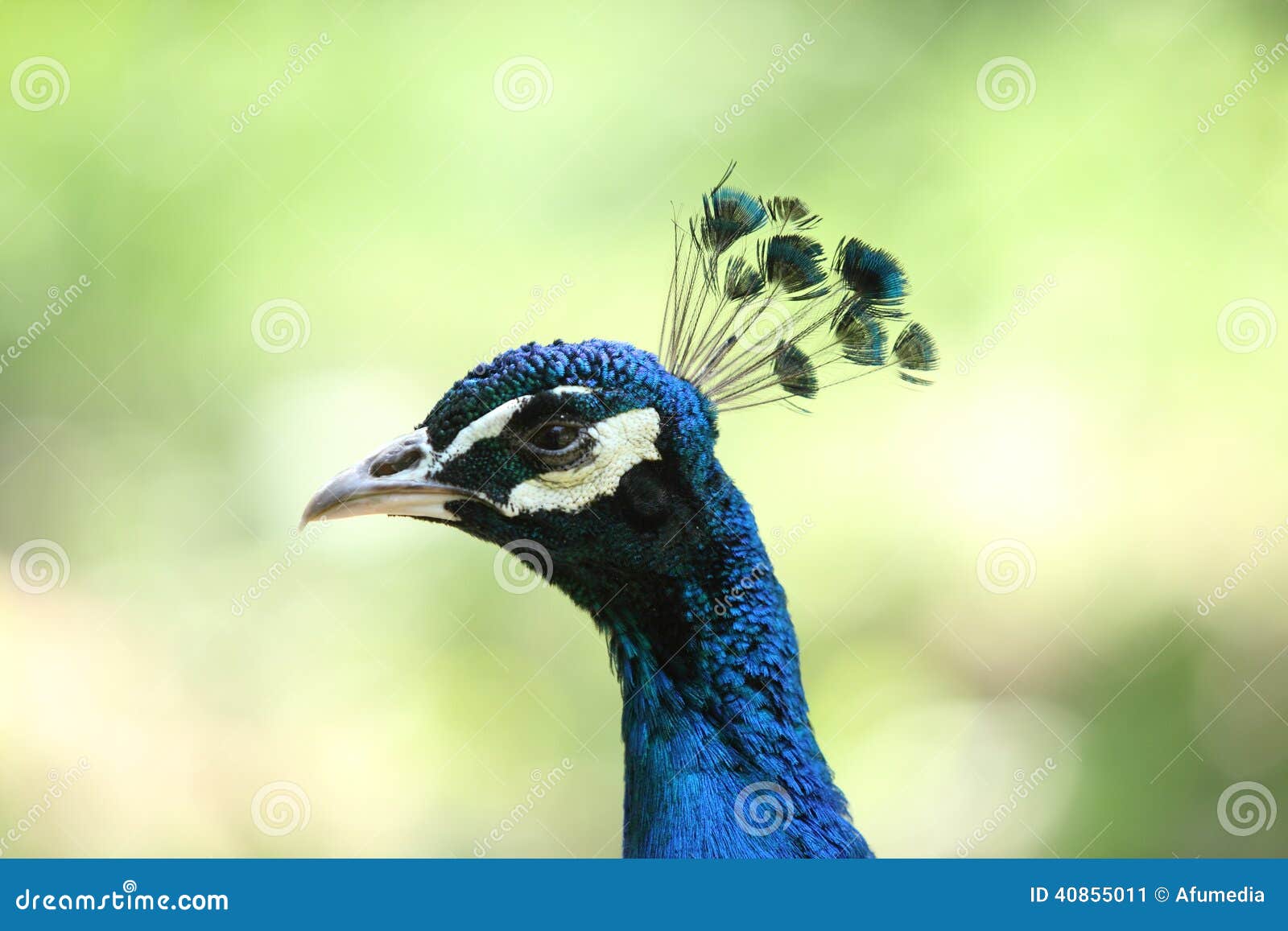 Peacock eyes stock image. Image of eyes, wildlife, colorful - 40855011